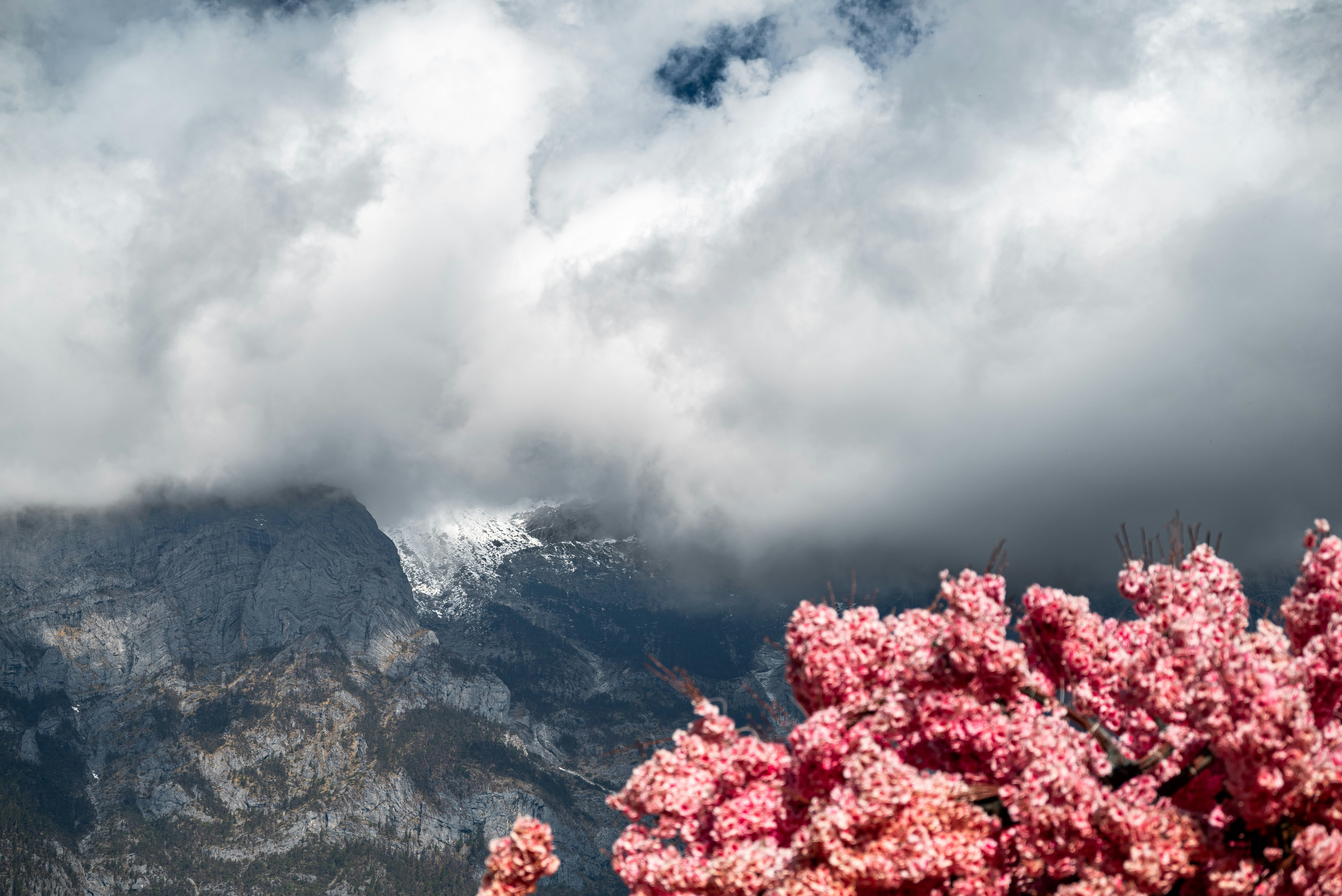 Pink Bloom in the Mist: Foreground Flora Framing Cloud-Laden Peaks