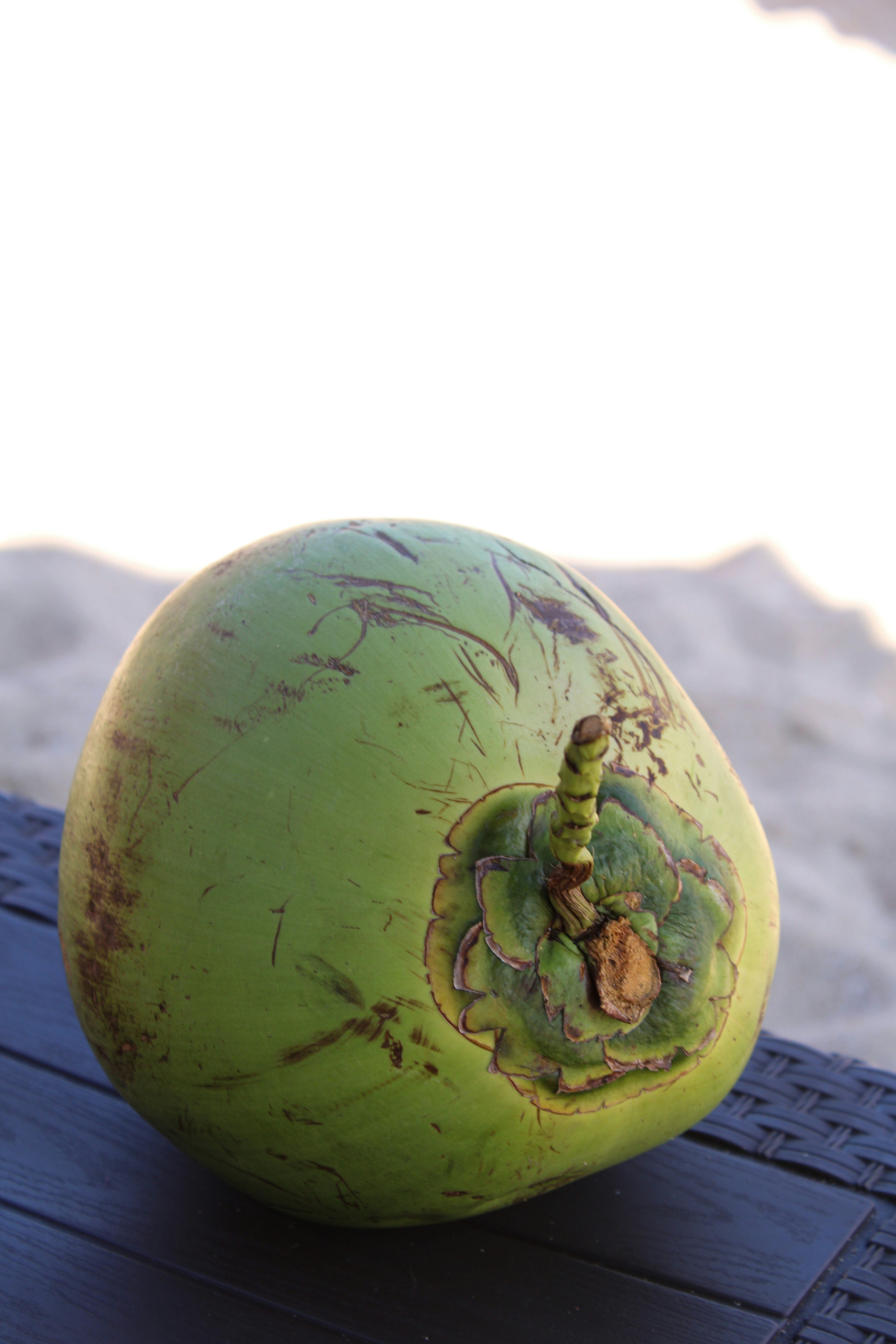 Nature's Quirky Sphere: The Coconut's Journey