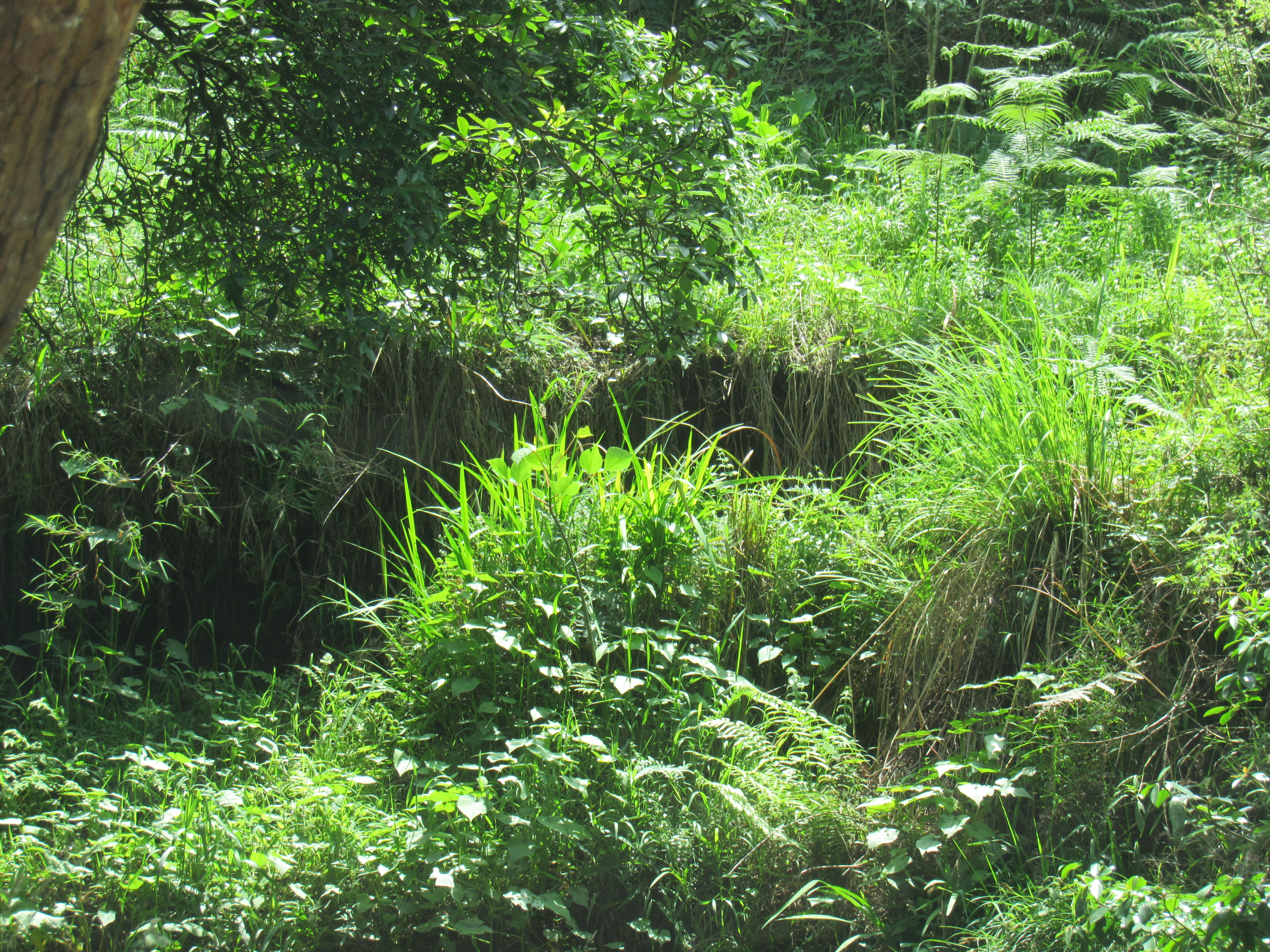 Png Rumput Hijau Pictures | Download Free Images on Unsplash