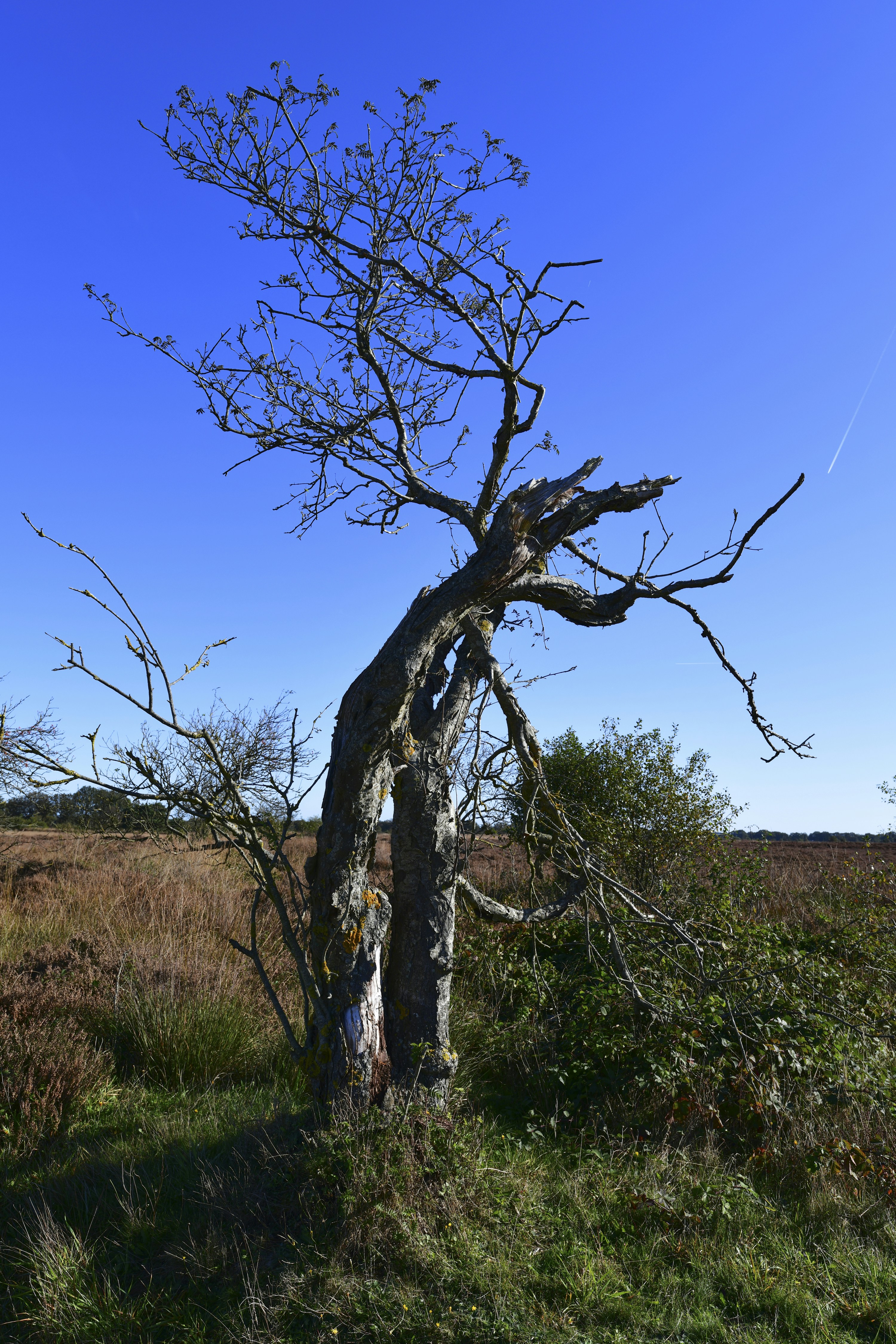Bleached Sentinel: A Lone Gnarled Tree Reaching Toward a Cerulean Sky