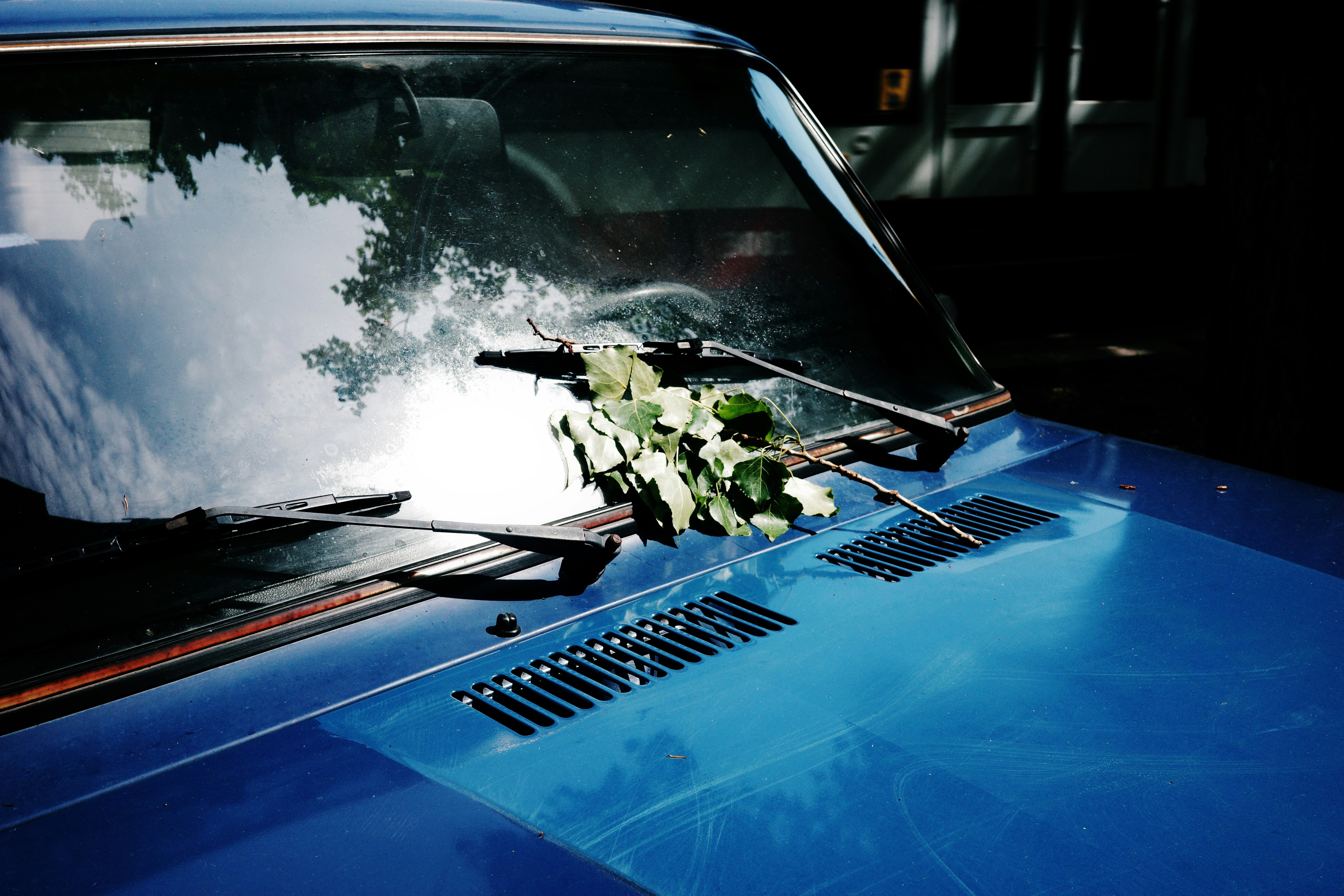 Flowers rest on the windshield of a blue car. photo – Free Car Image on ...