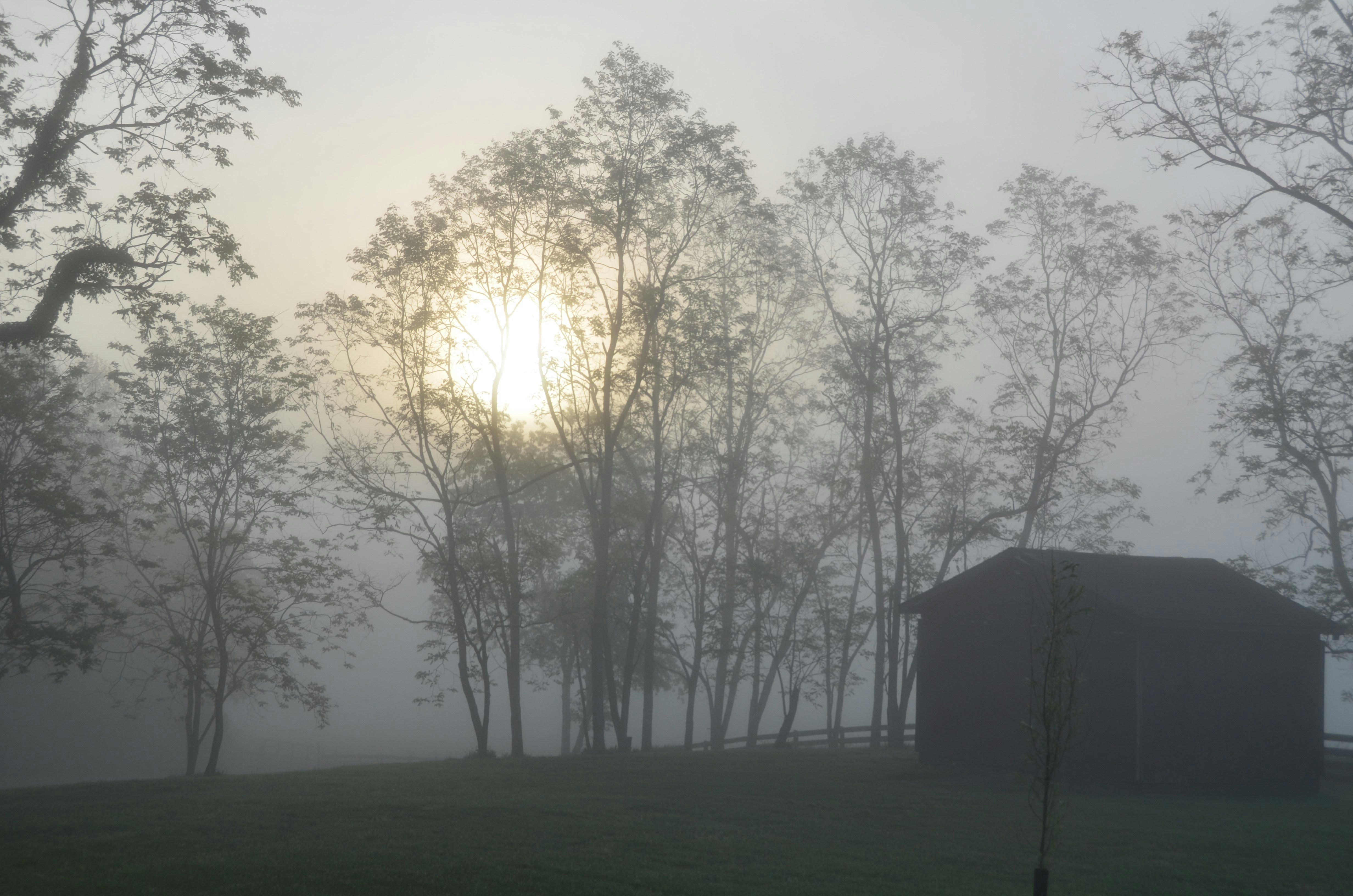Dawn Veil: Silhouetted Trees Framing a Fog-Shrouded Shed