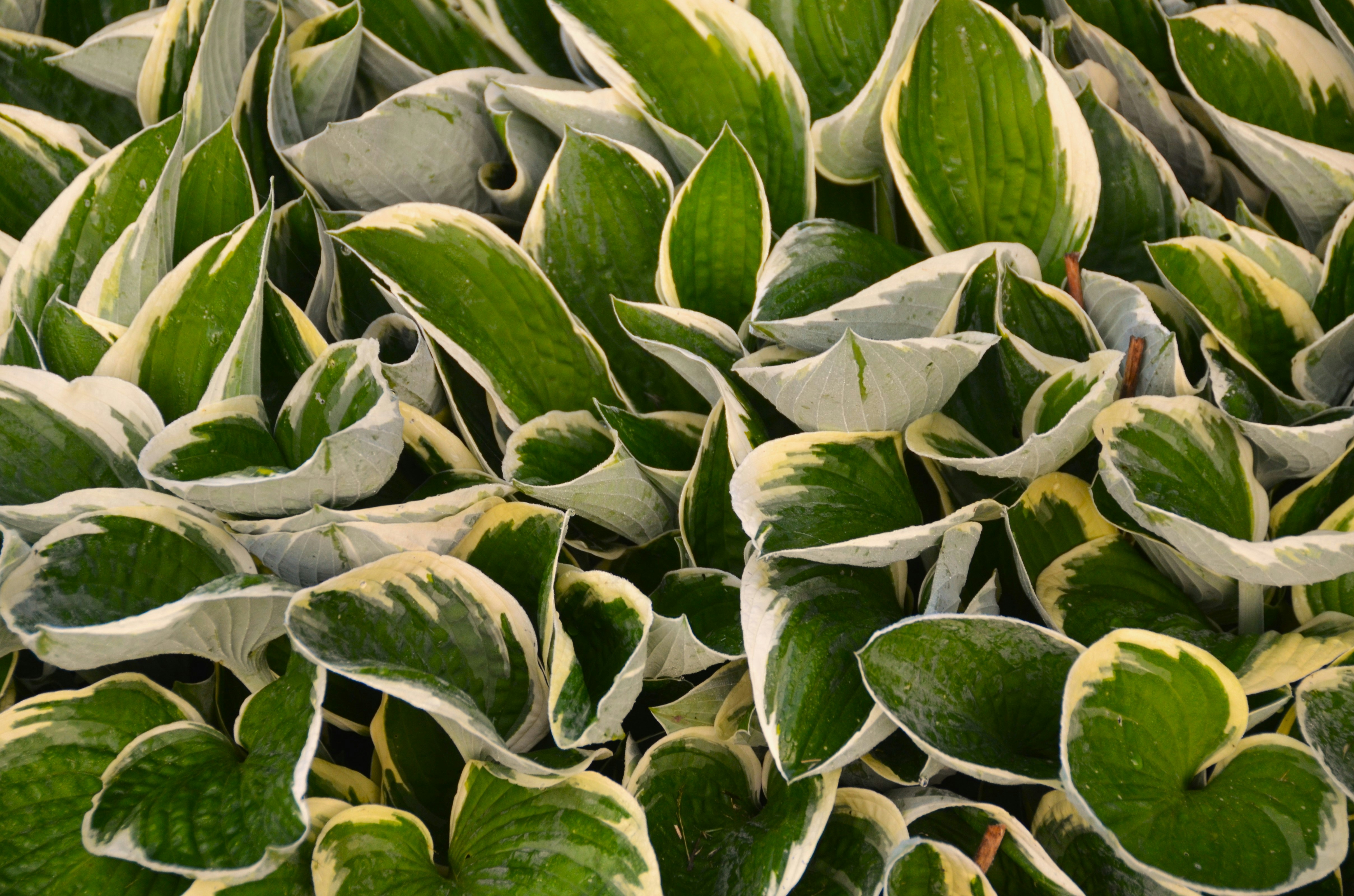 Cream-Edged Green Mosaic: Close-Up of Variegated Leaves
