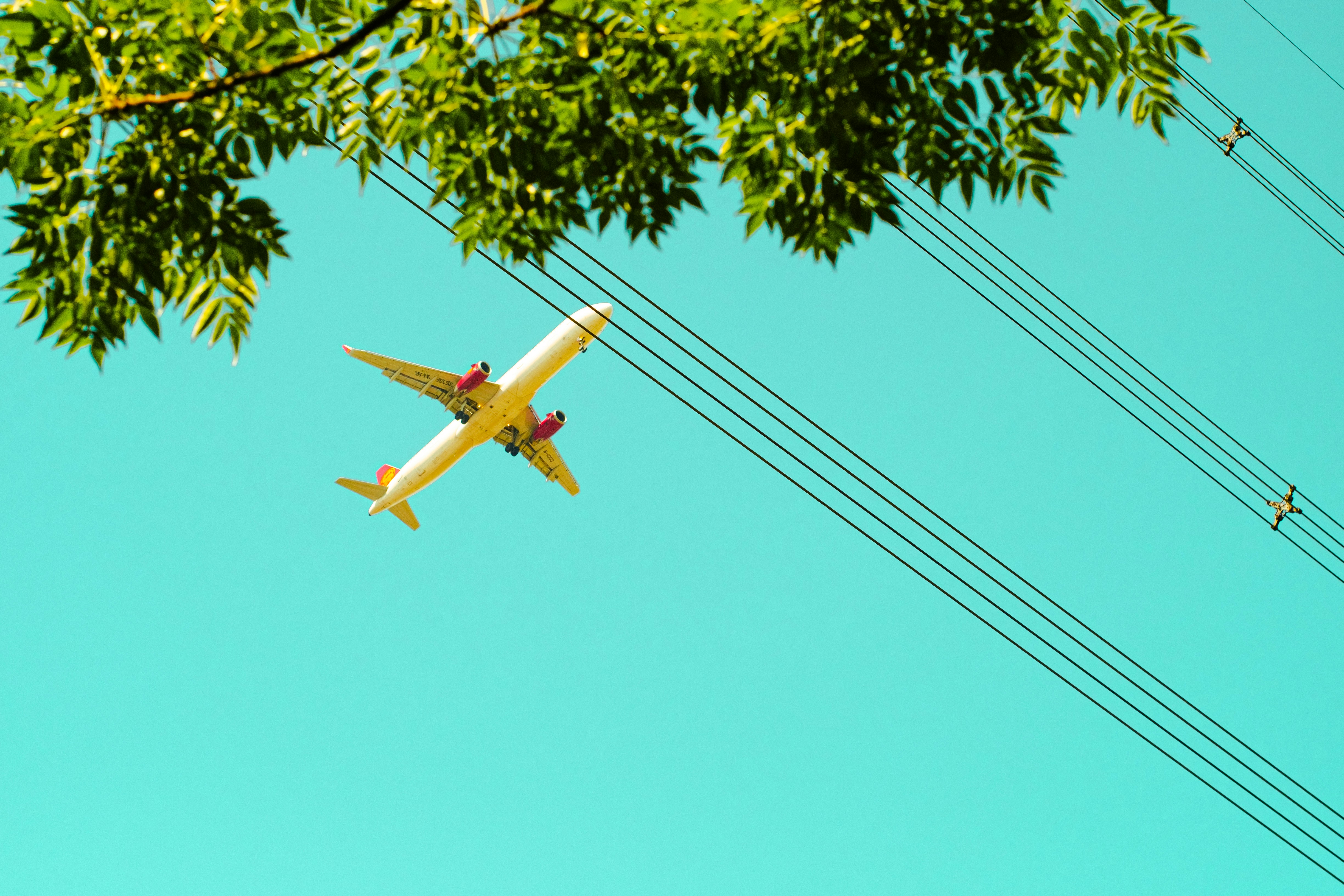 Jet over turquoise sky: a bright plane framed by leafy canopy and power lines