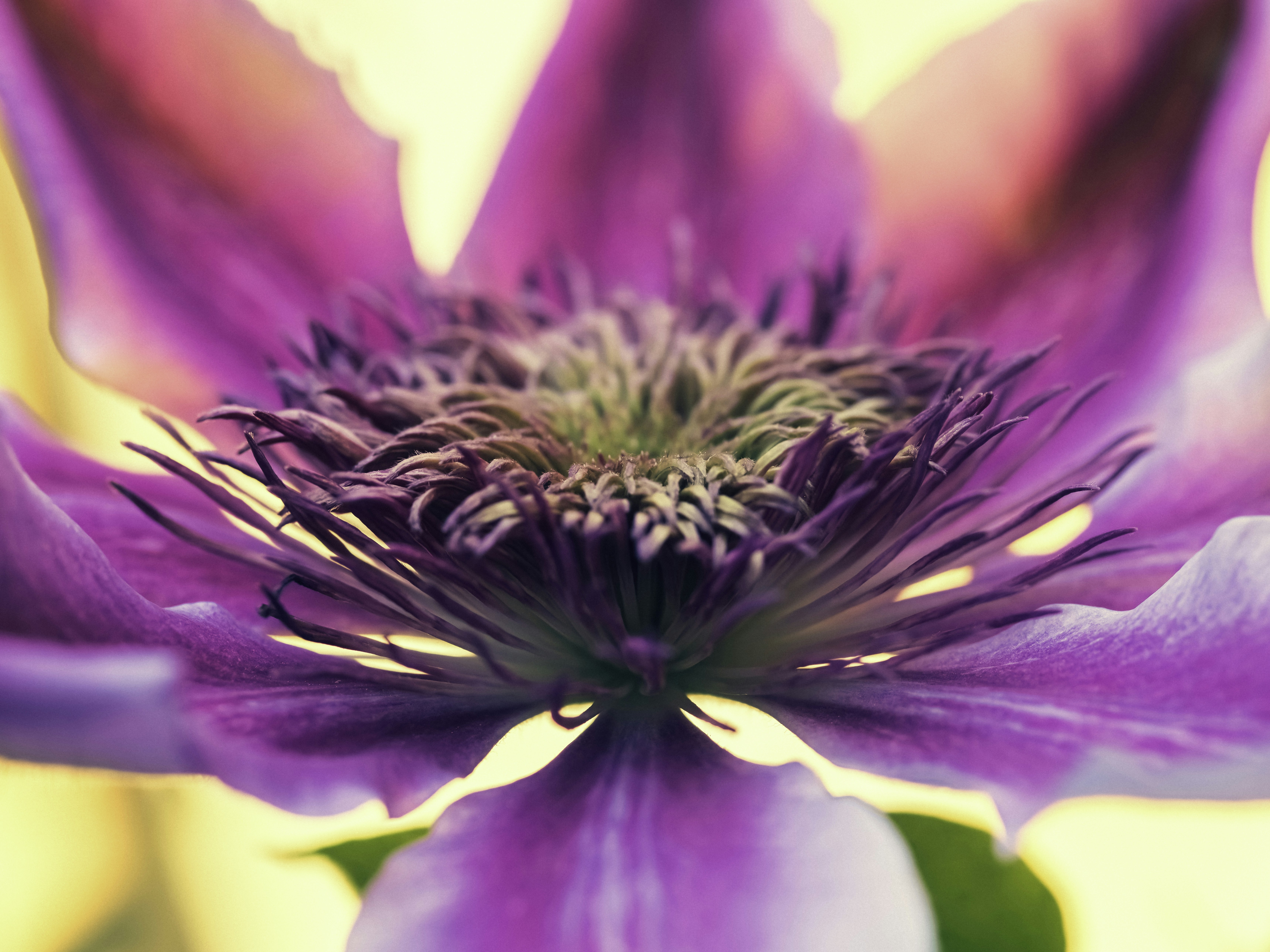 Vibrant purple flower in close-up photography.