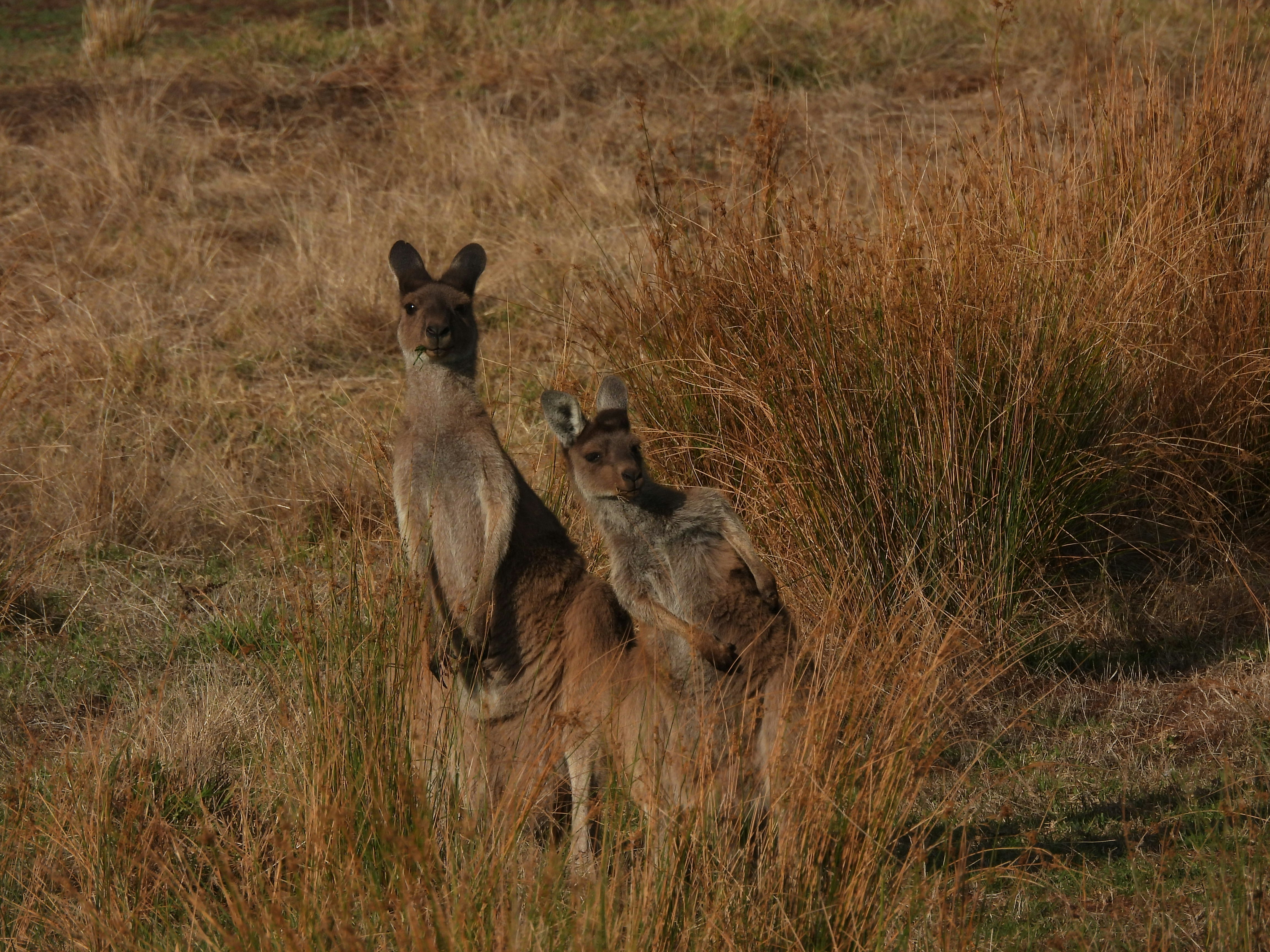 Amber Scrub Encounter: Two Wallabies Pause in Sunlit Grass