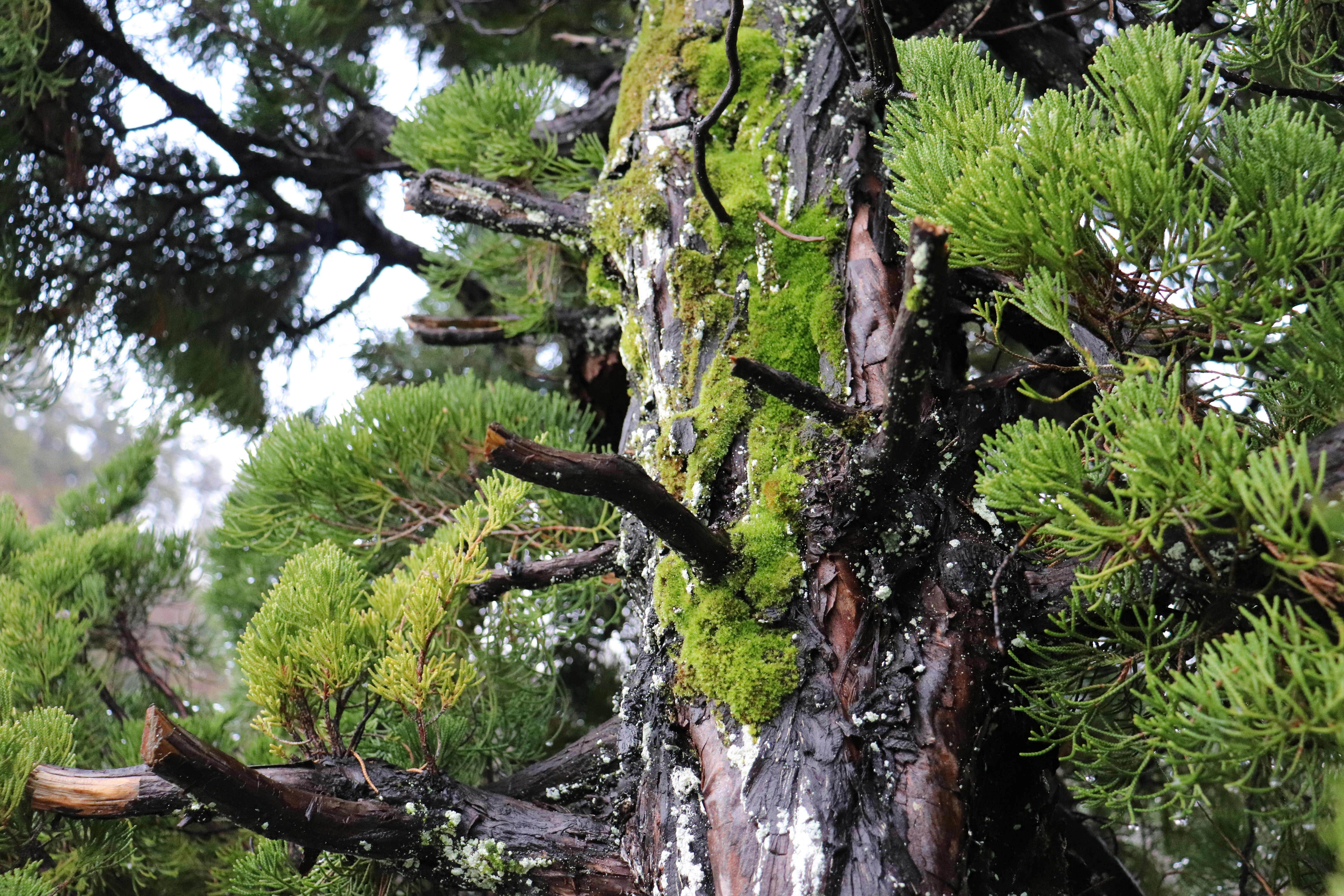 Nature's Resilience: The Life of a Tree