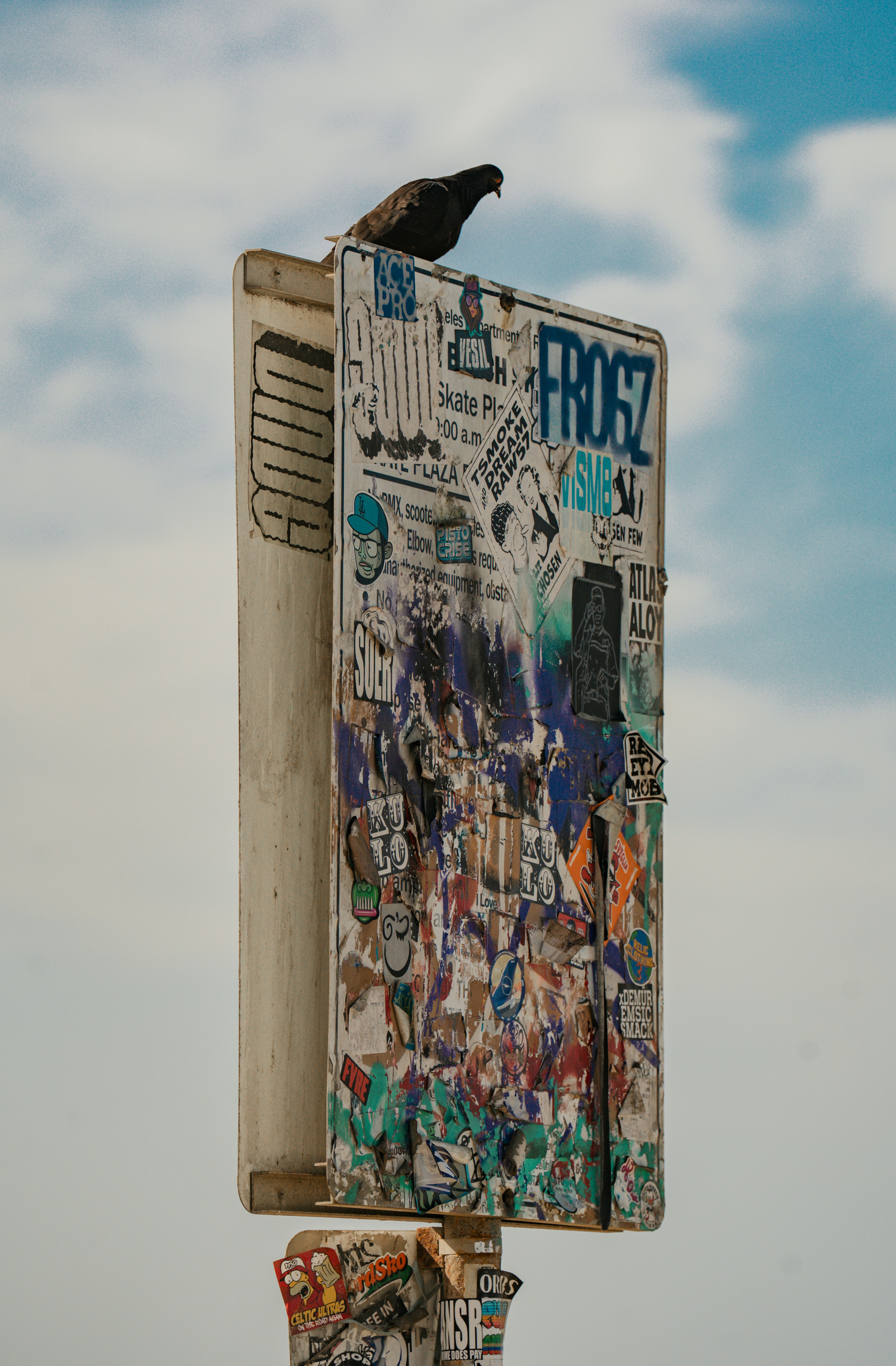 Pigeon sitting on top of a heavily tagged sign on the Venice Boardwalk in California.