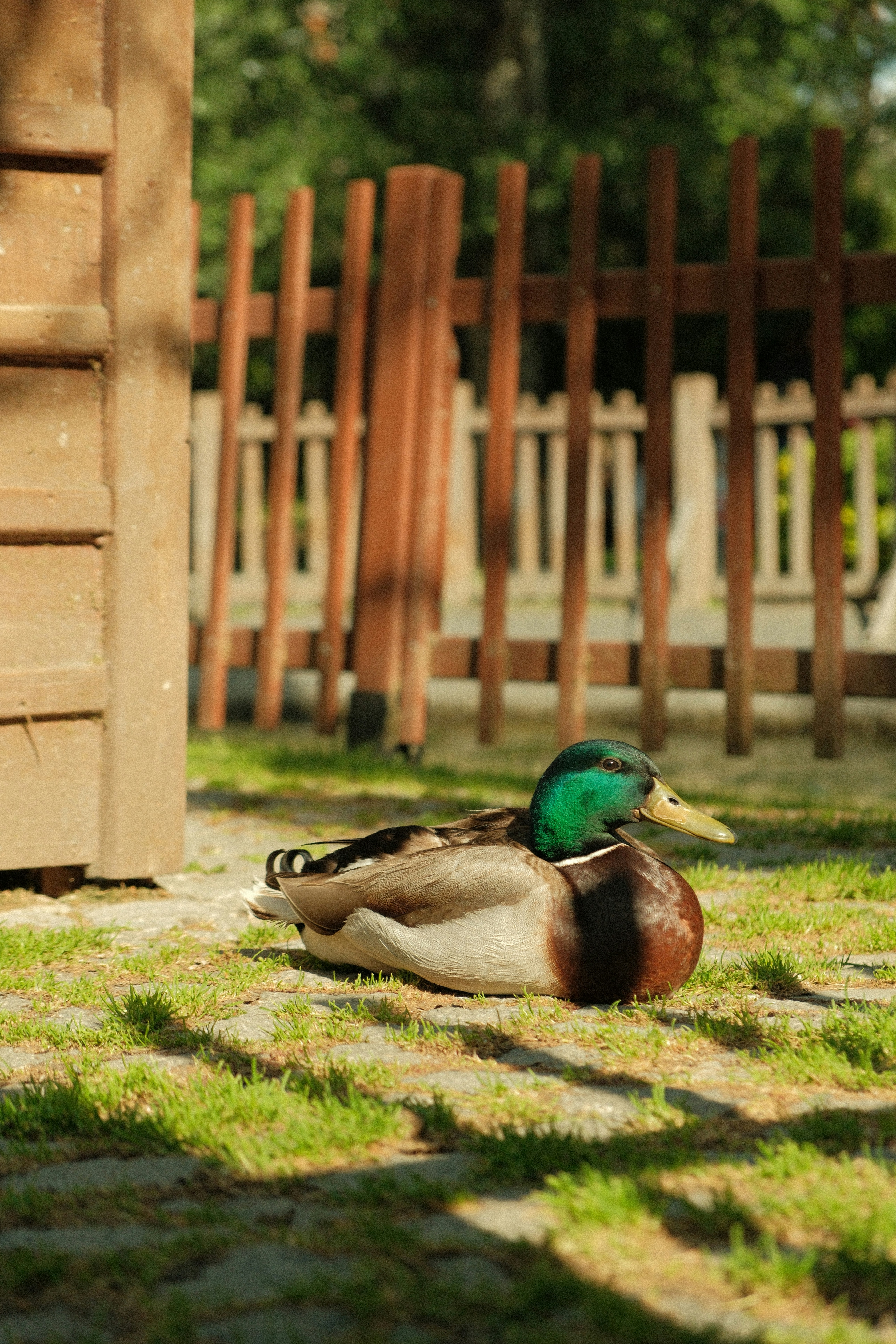 Serenity in the Shade: A Duck's Retreat