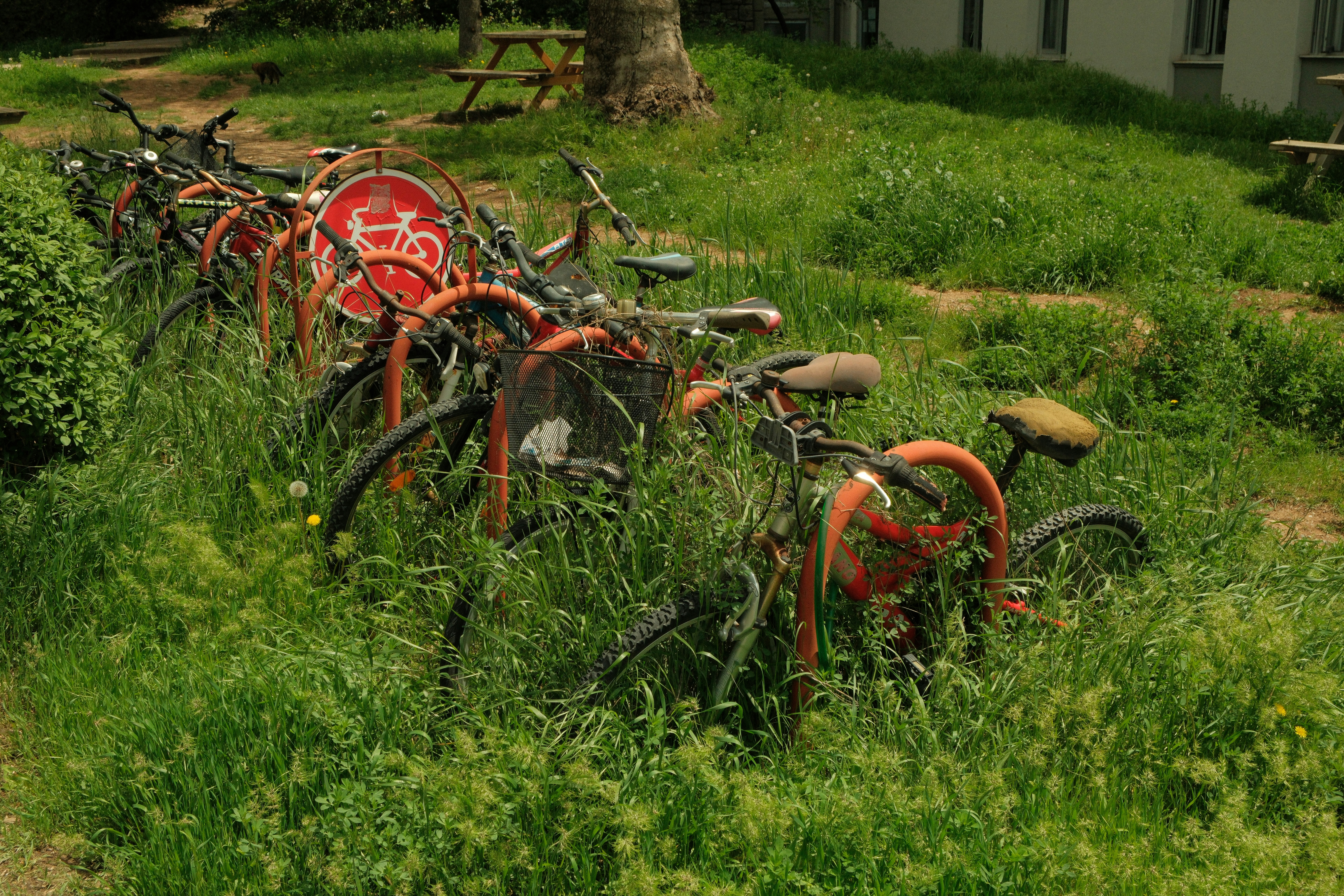 Row of orange bicycles tucked into tall grass in a sunlit courtyard