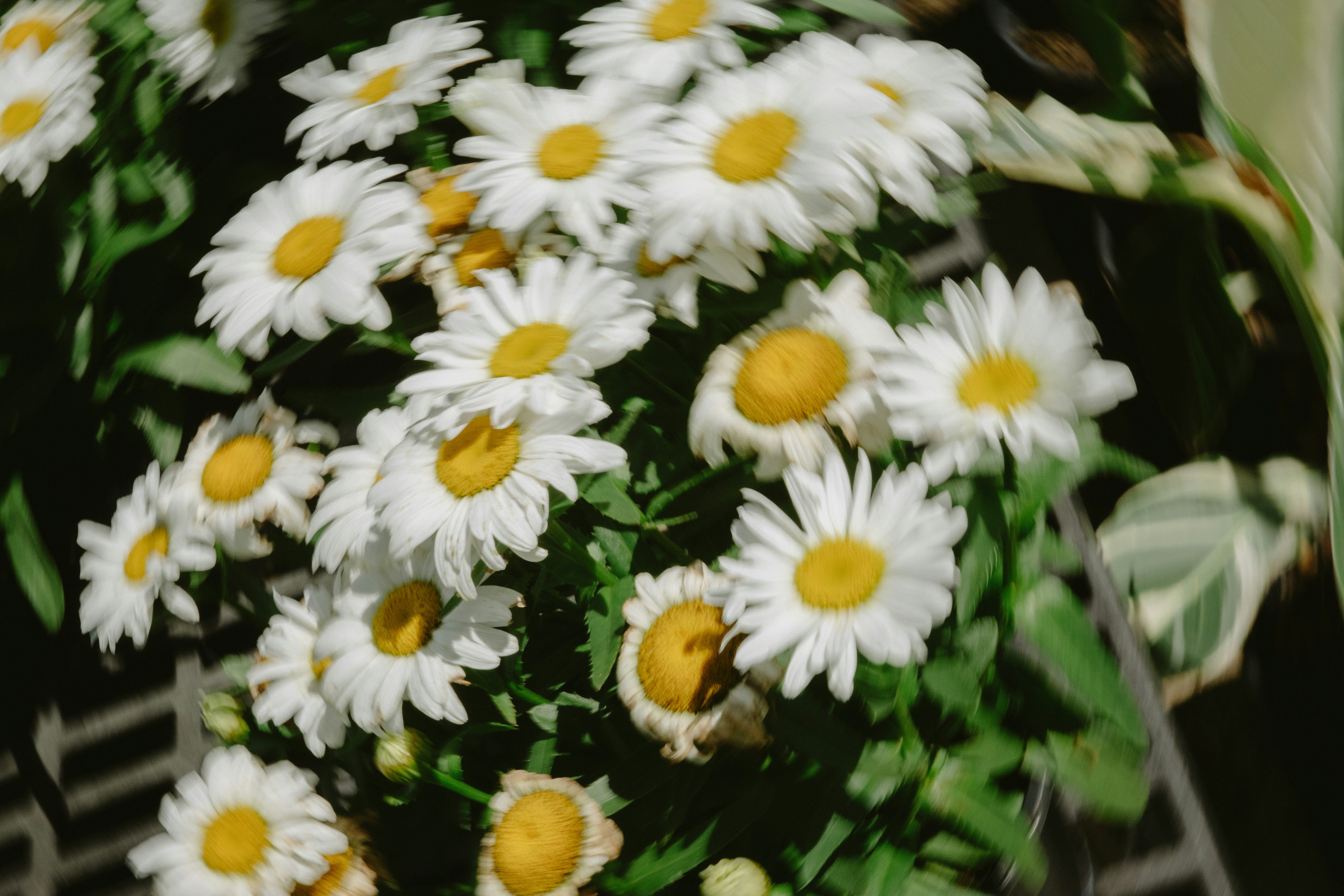 Filedot Kvetinas Pictures | Download Free Images on Unsplash