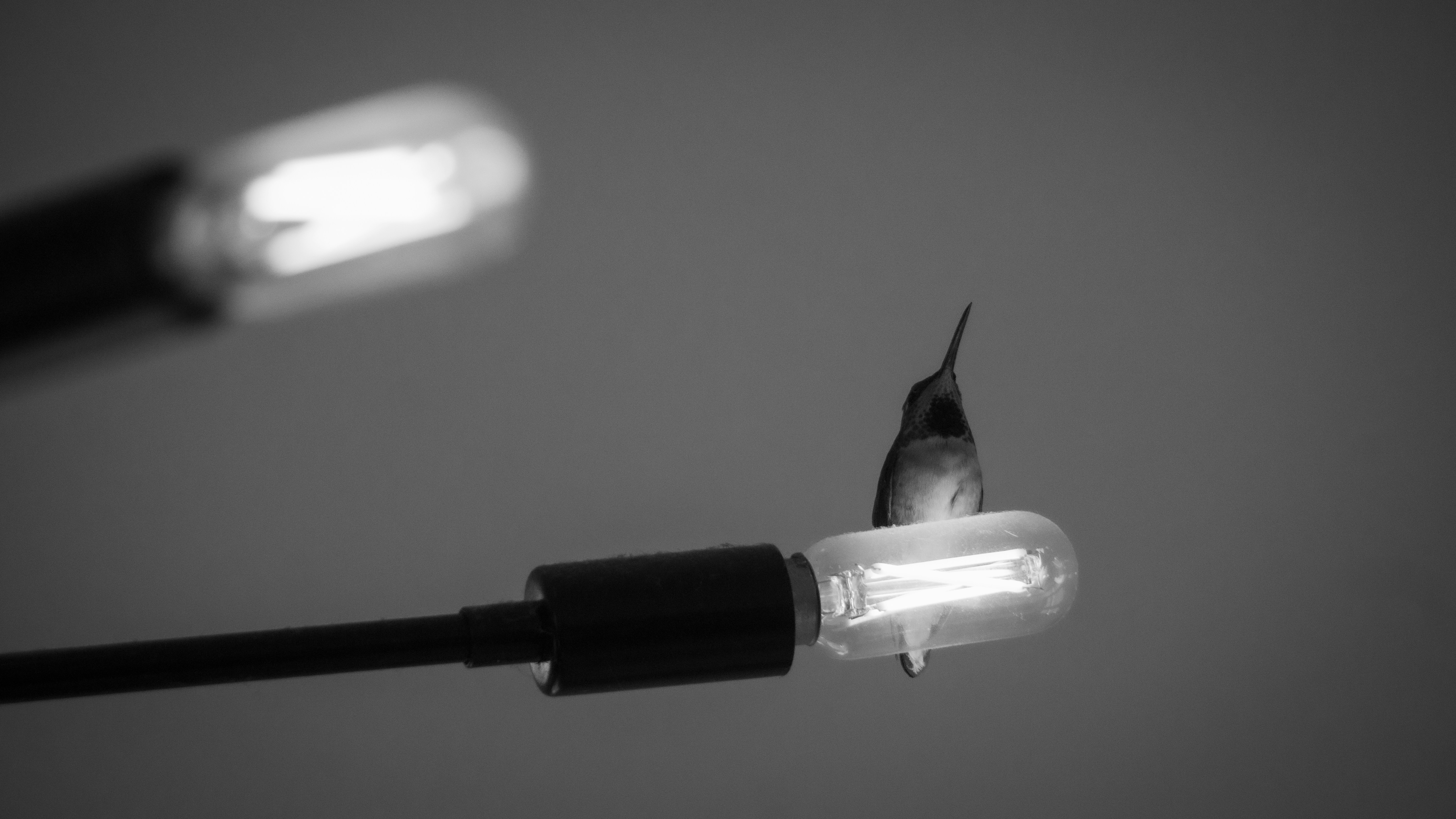 Focused Ember: A Macro Study of a Lit LED on a Wire