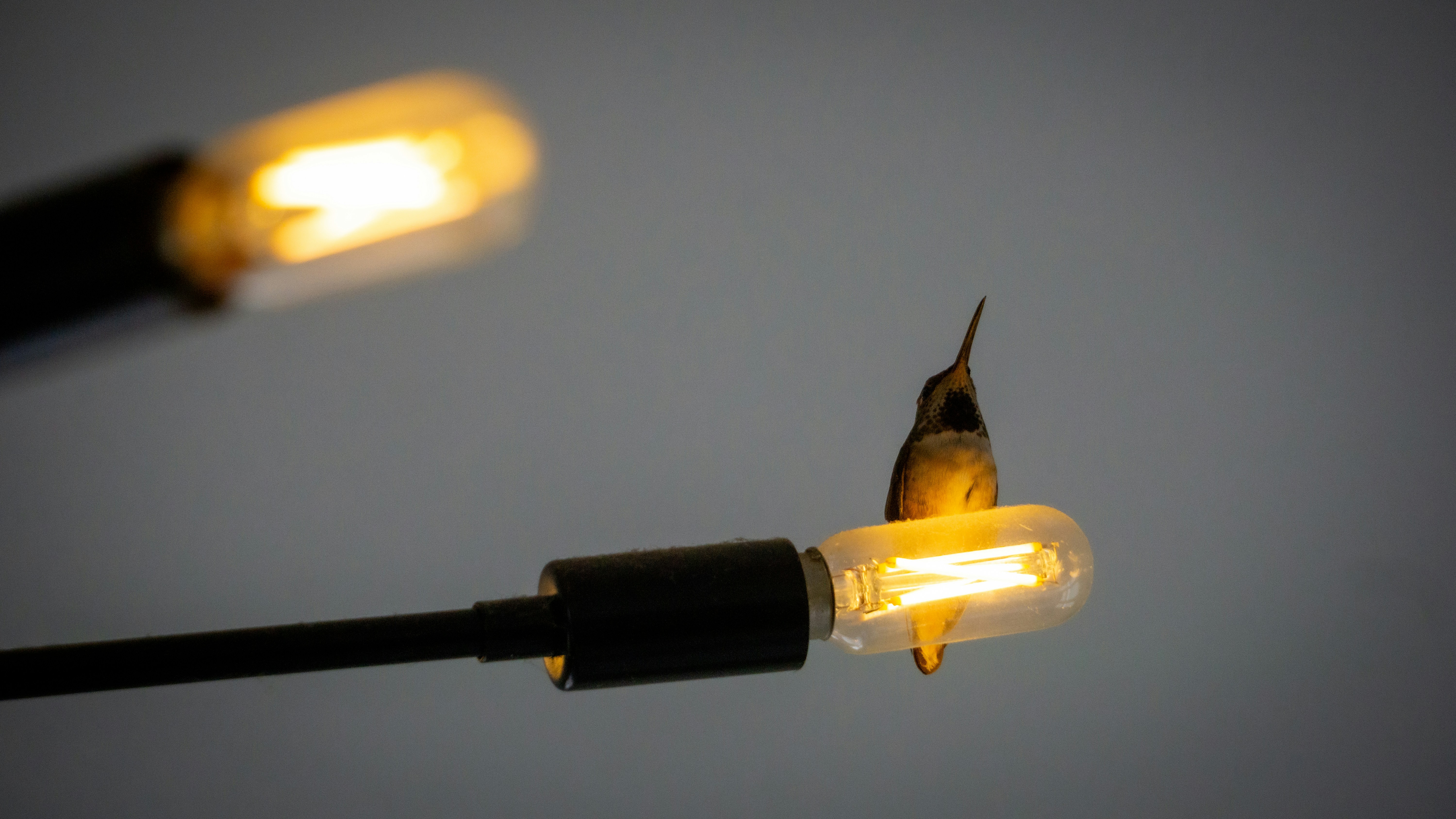 Amber Perch: a tiny passerine on a glowing Edison bulb