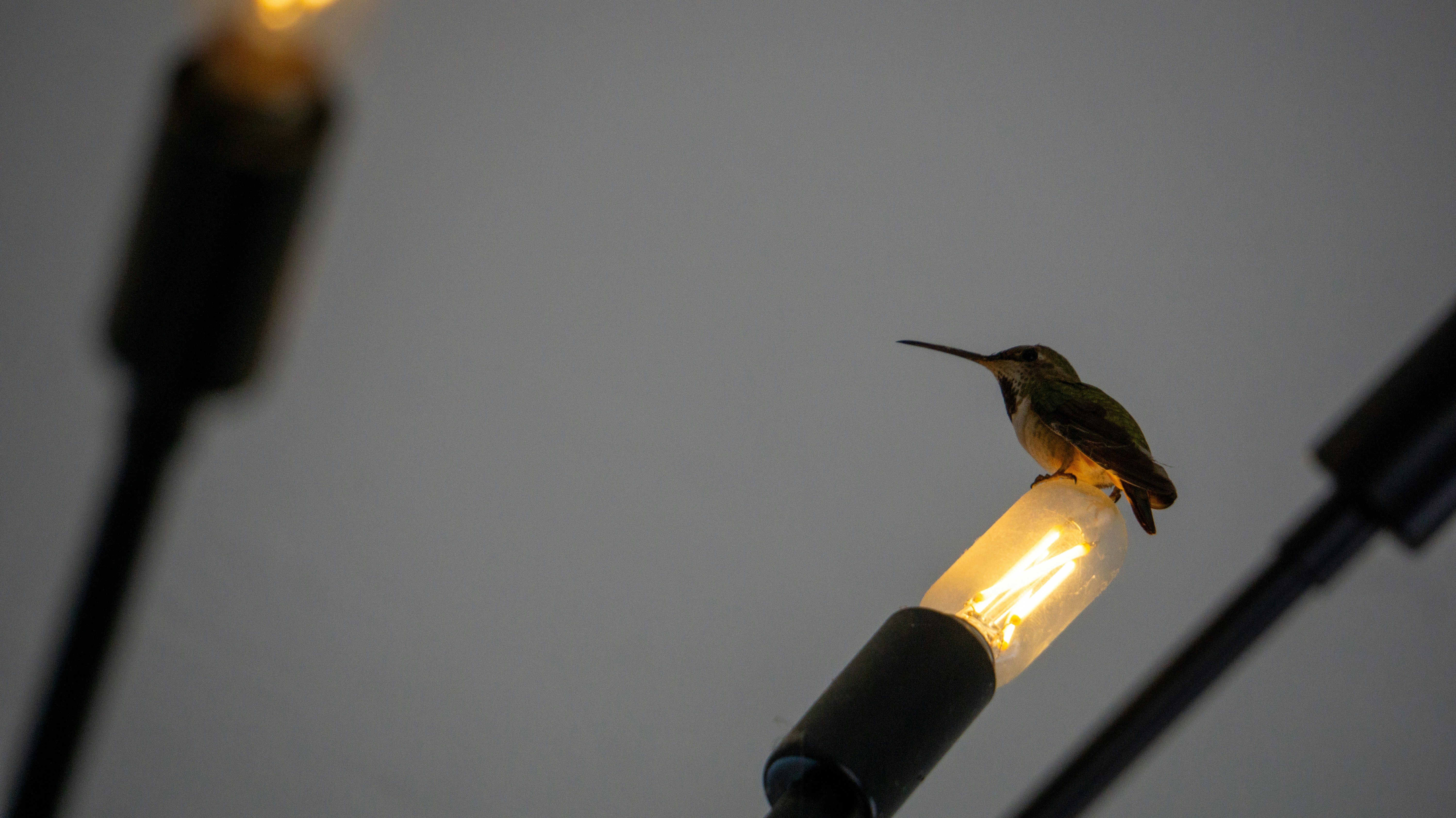 Hummingbird Perches on a Glowing Edison Bulb in Dim Light