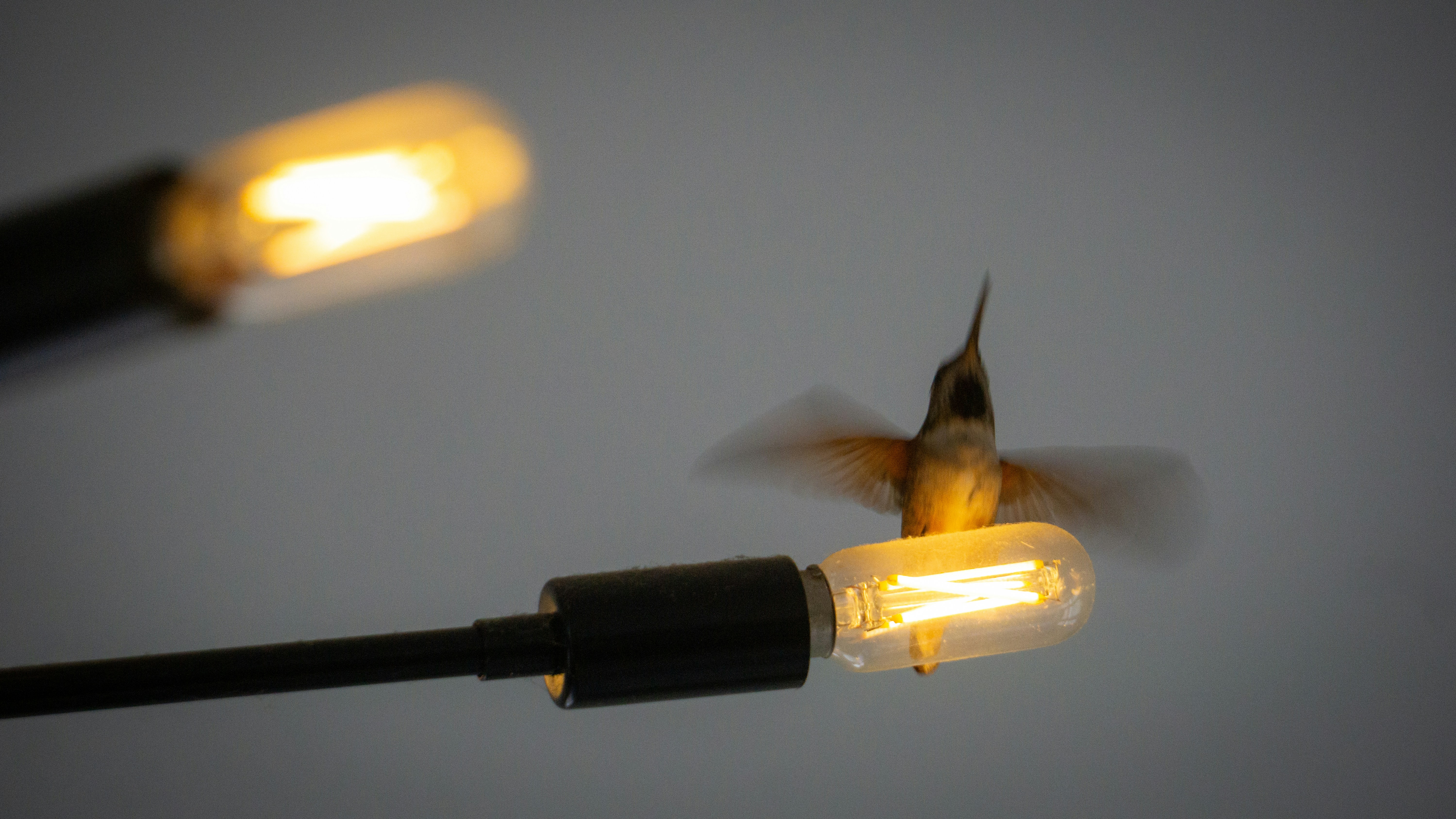 Hushed Motion in Warm Glass: Close-up of Edison Bulbs on a String