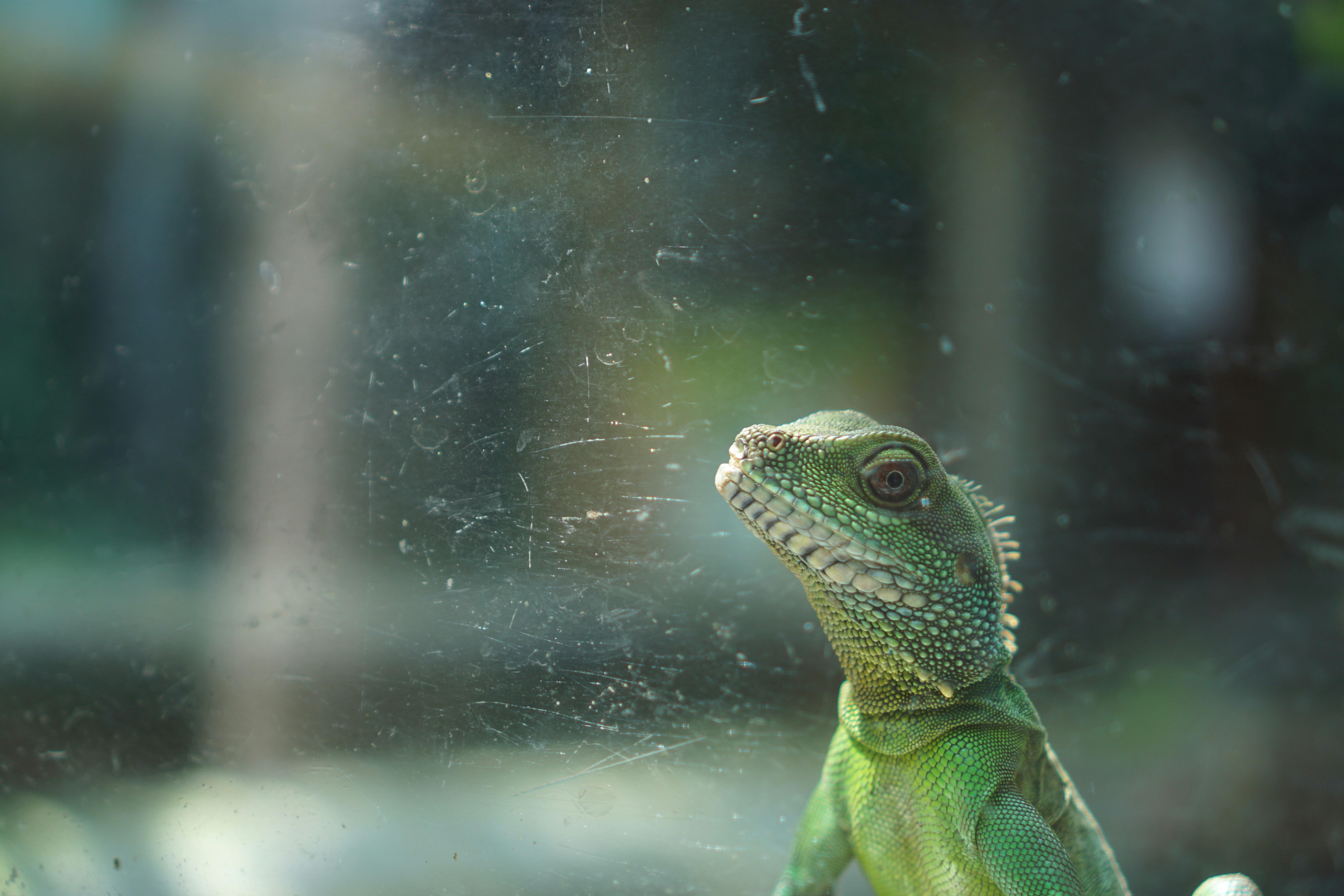 Emerald Watcher at the Glass Barrier