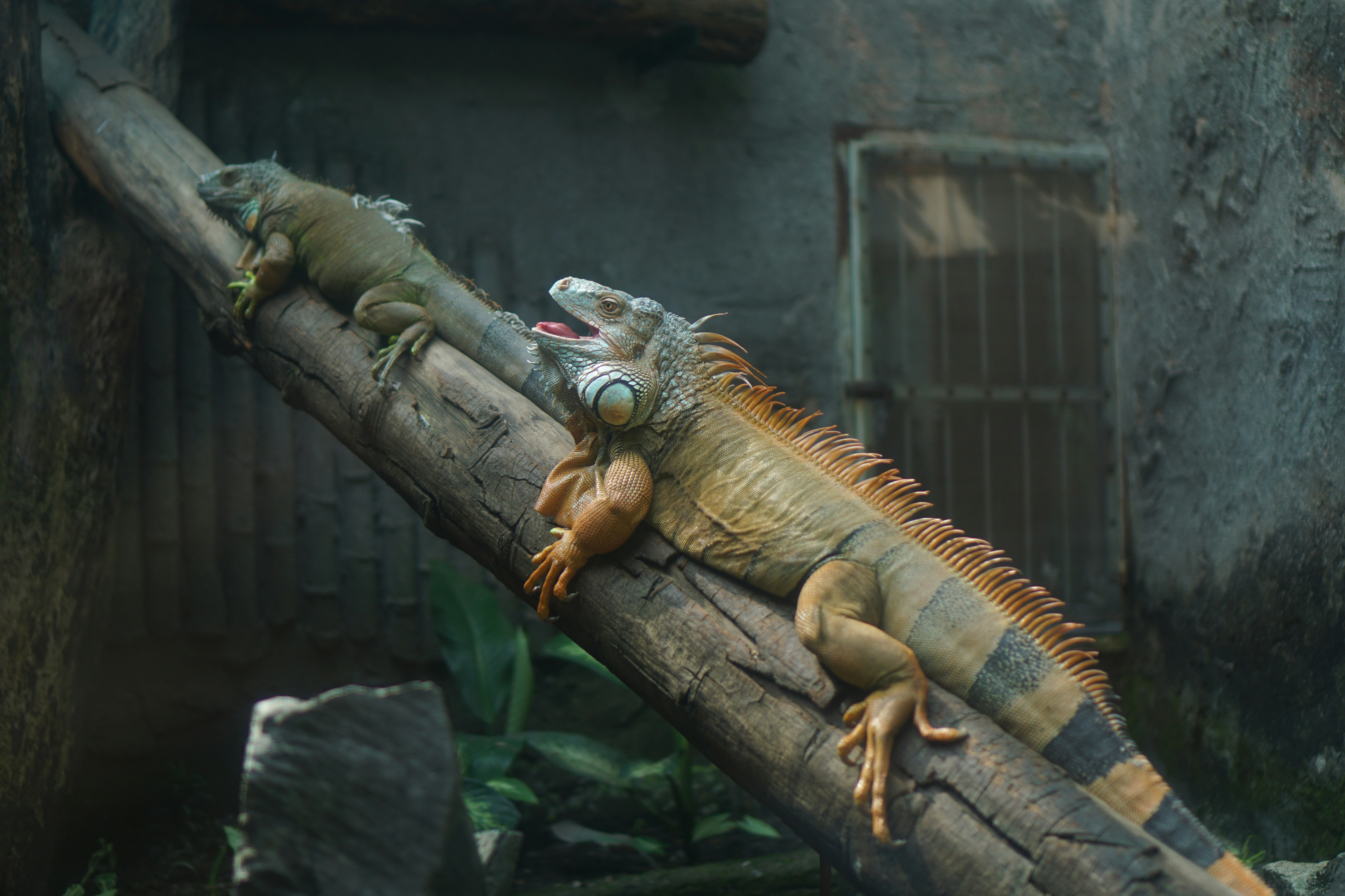 Perched on a Tilted Log: An Iguana's Quiet Vigil