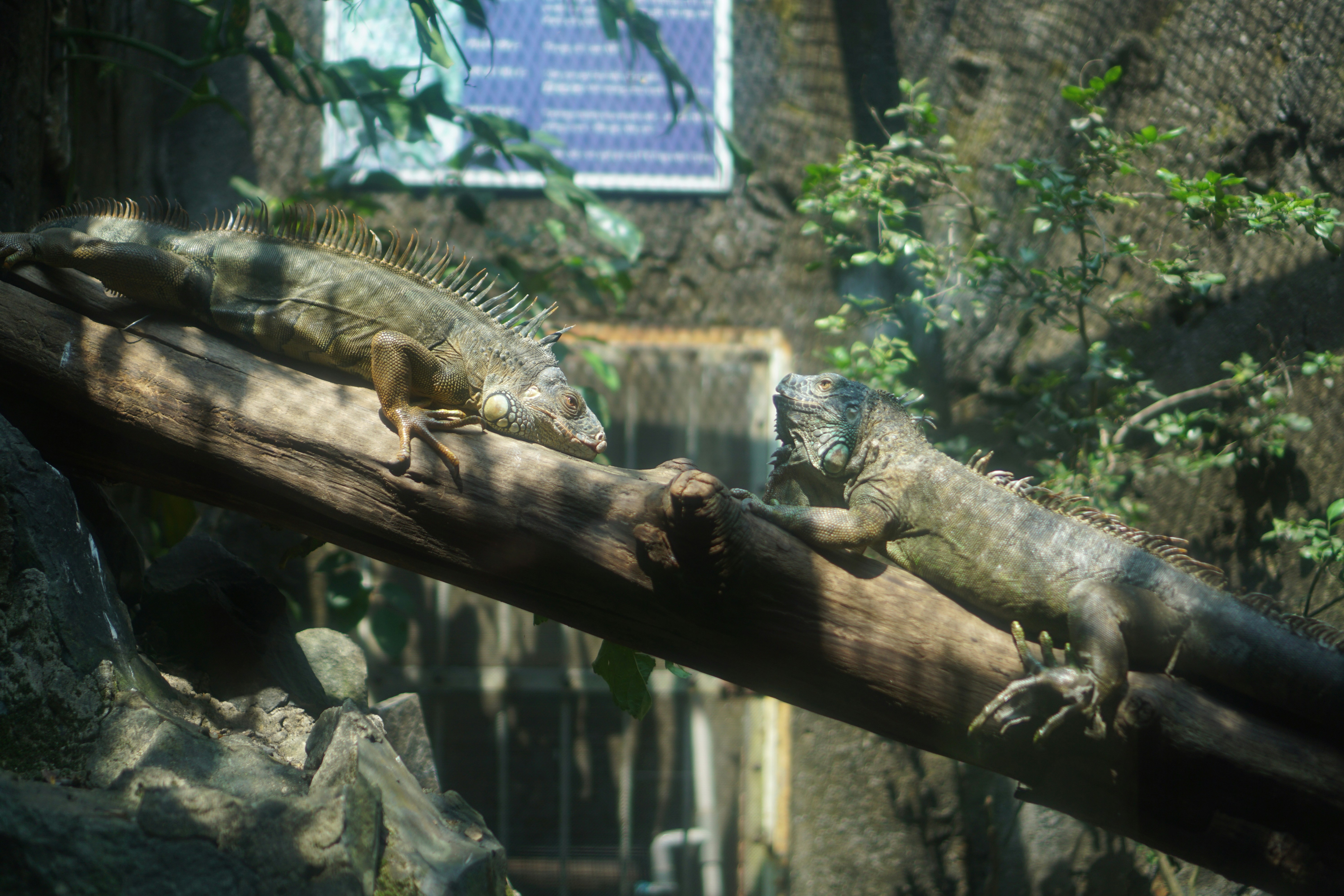 Photo by Dang Truong with Sony Alpha 6000