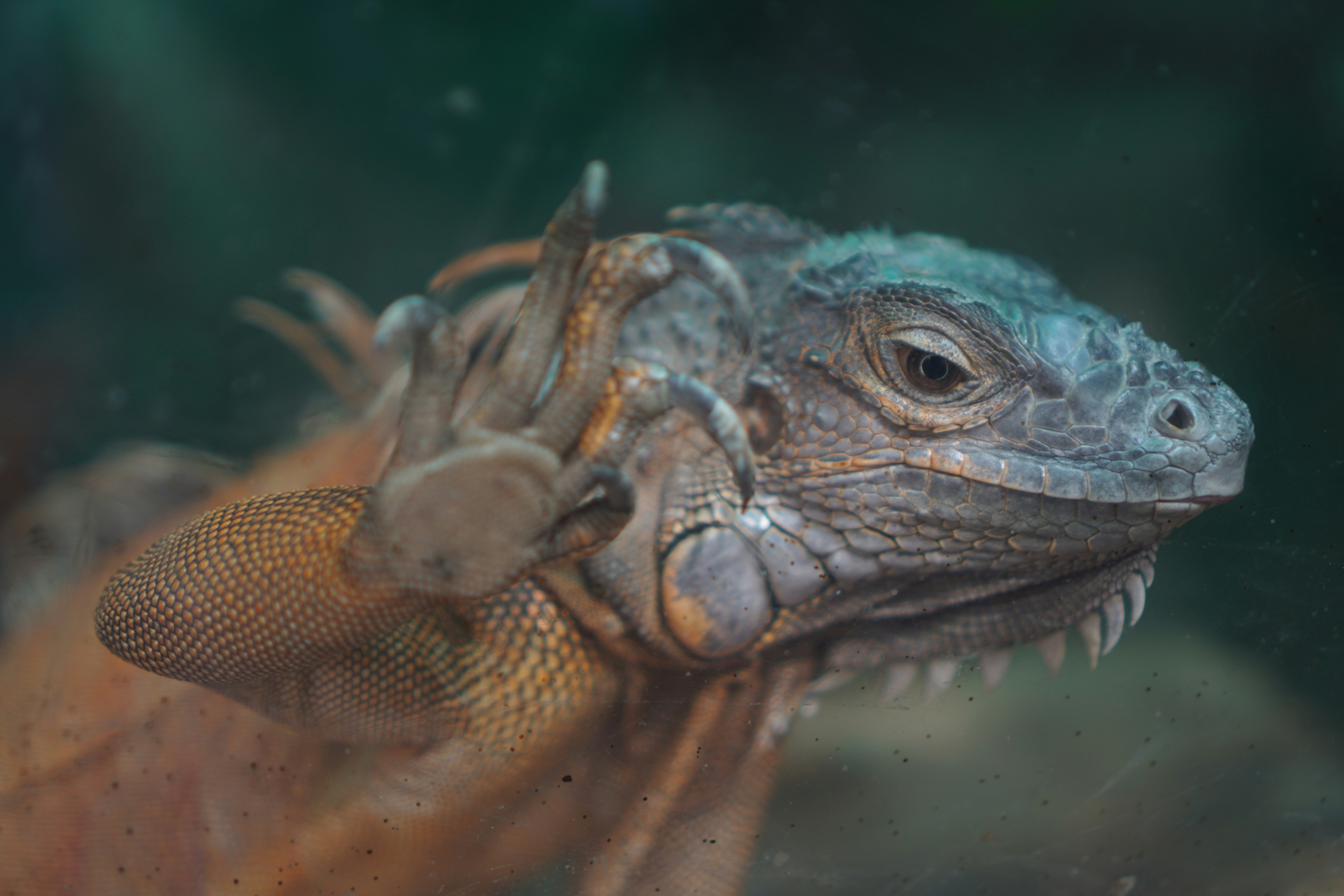 Glimpse Through Glass: Bearded Dragon Eye Close-Up