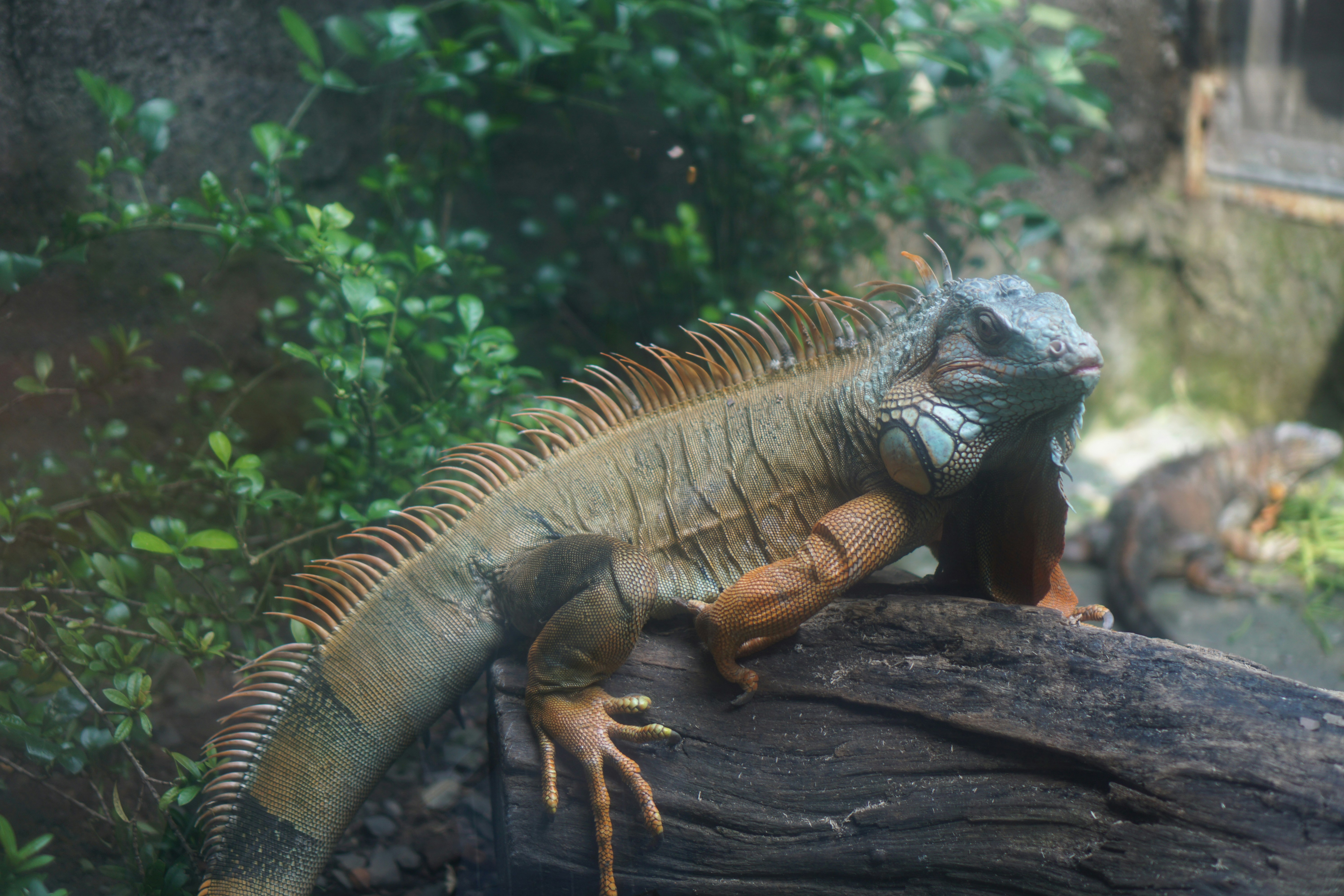Amber-Scaled Iguana Resting on a Weathered Log in a Verdant Enclosure