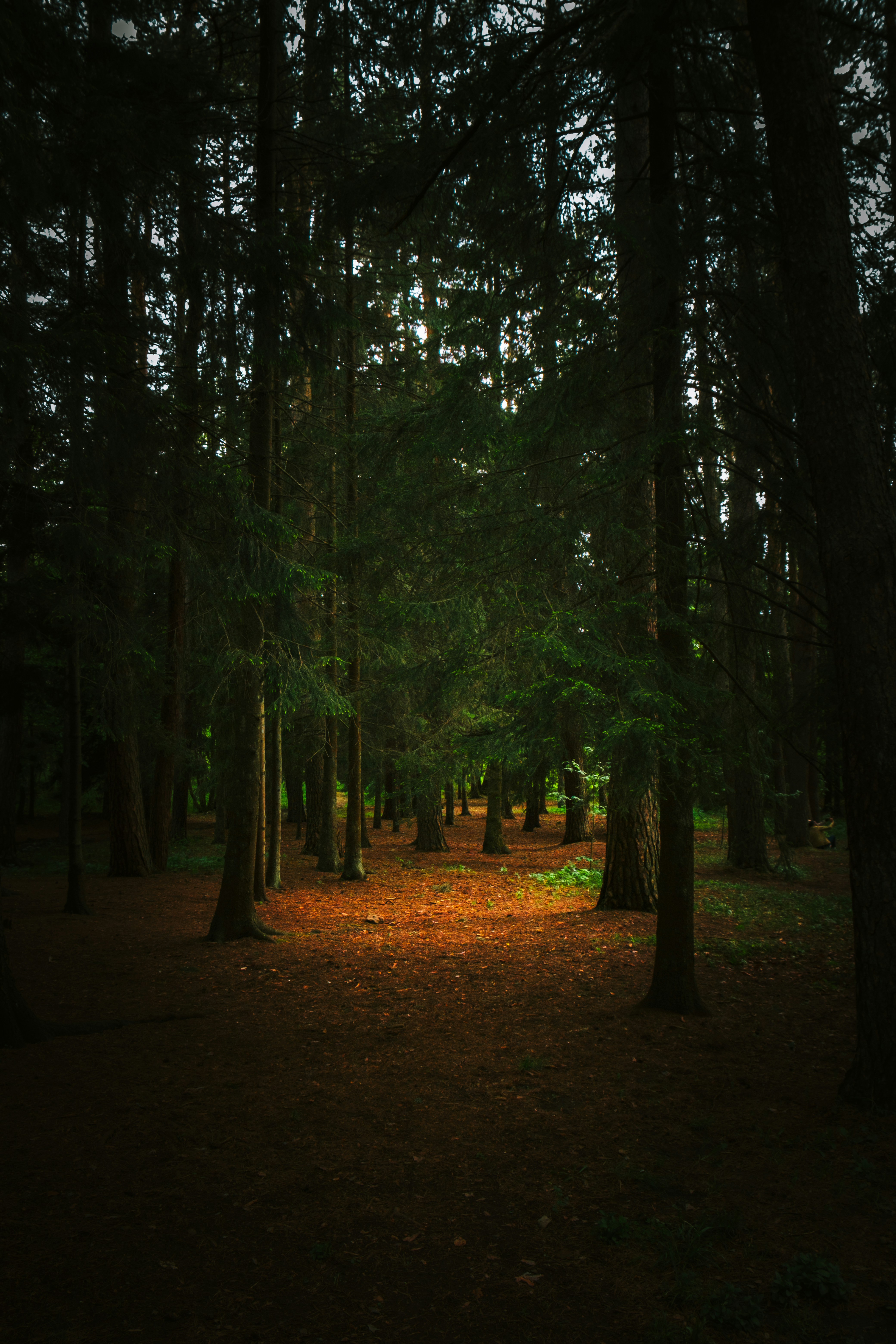 Sunlit patch illuminating the forest floor amidst towering trees in a tranquil woodland setting.