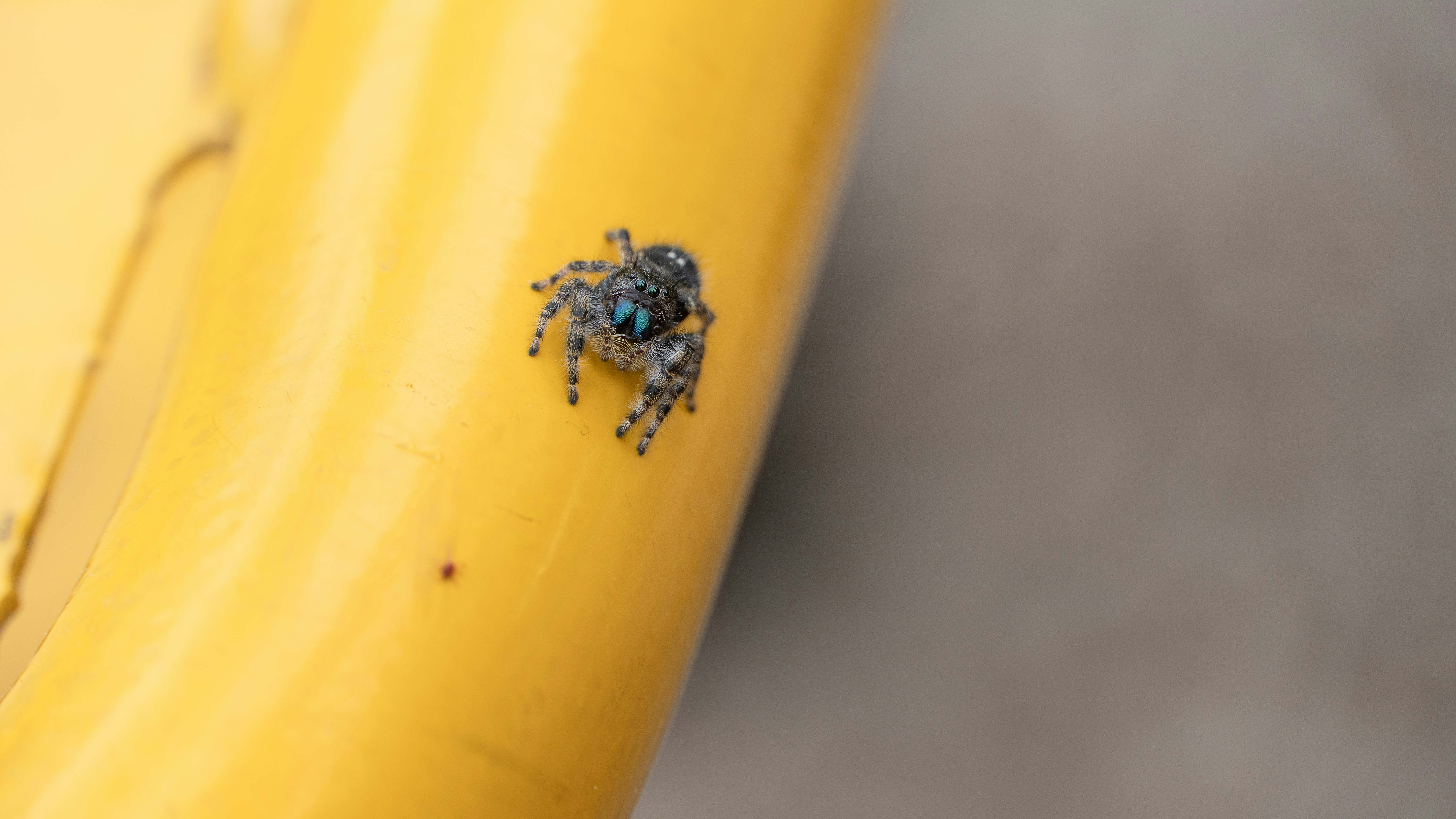 Blue-Tinted Jump: A Tiny Spider on a Banana Peel