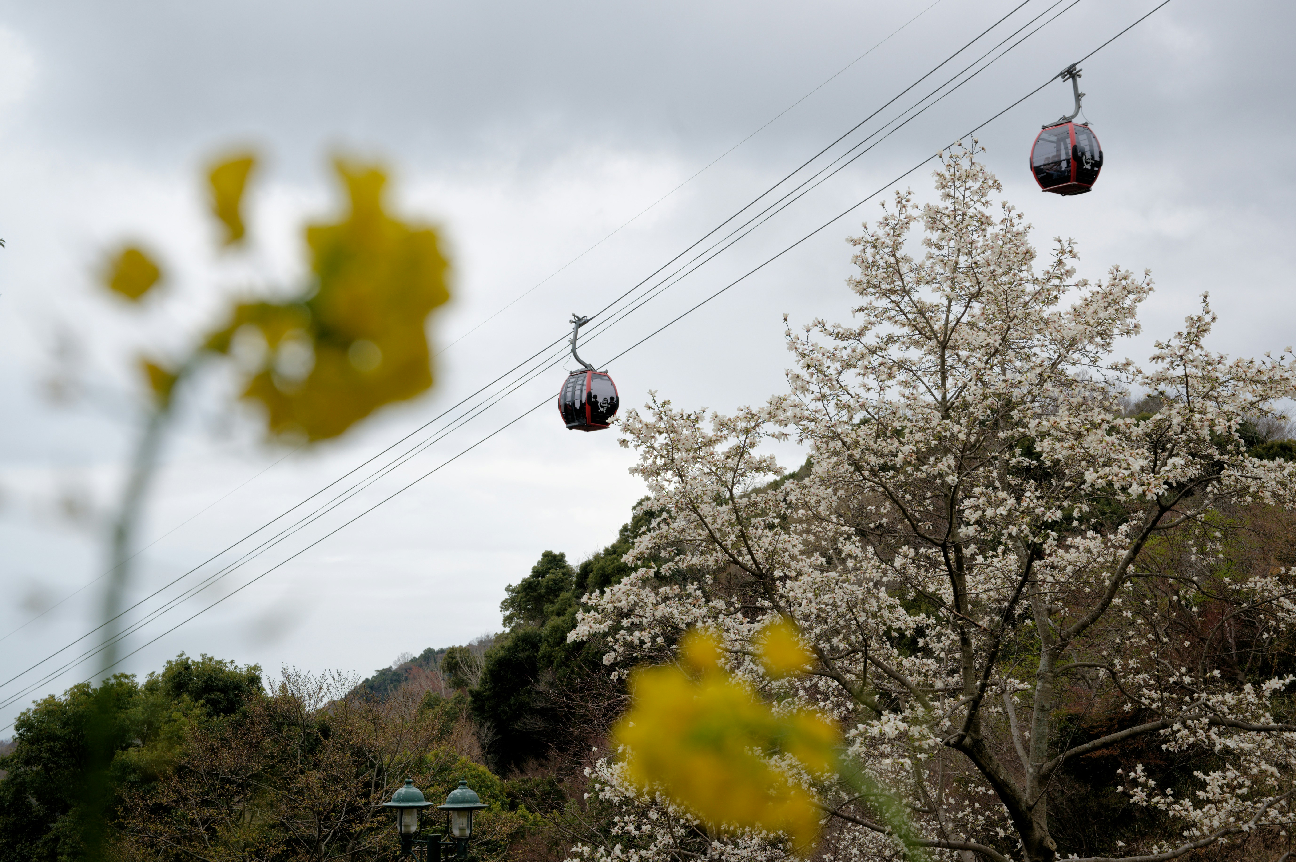 Skyward Carriers Over Blossoming Canopy