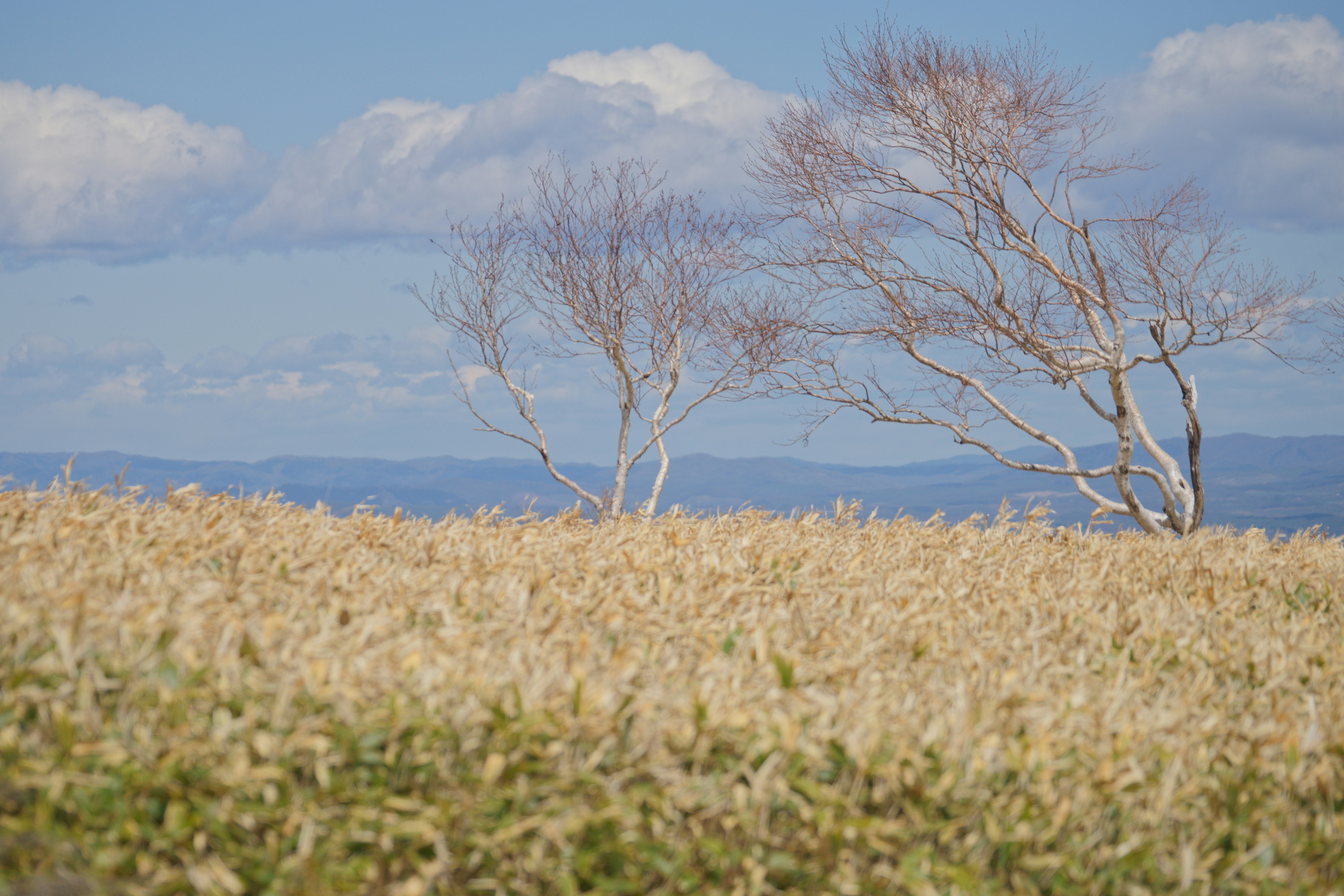 Photo by Da-shika with Sony Alpha A99