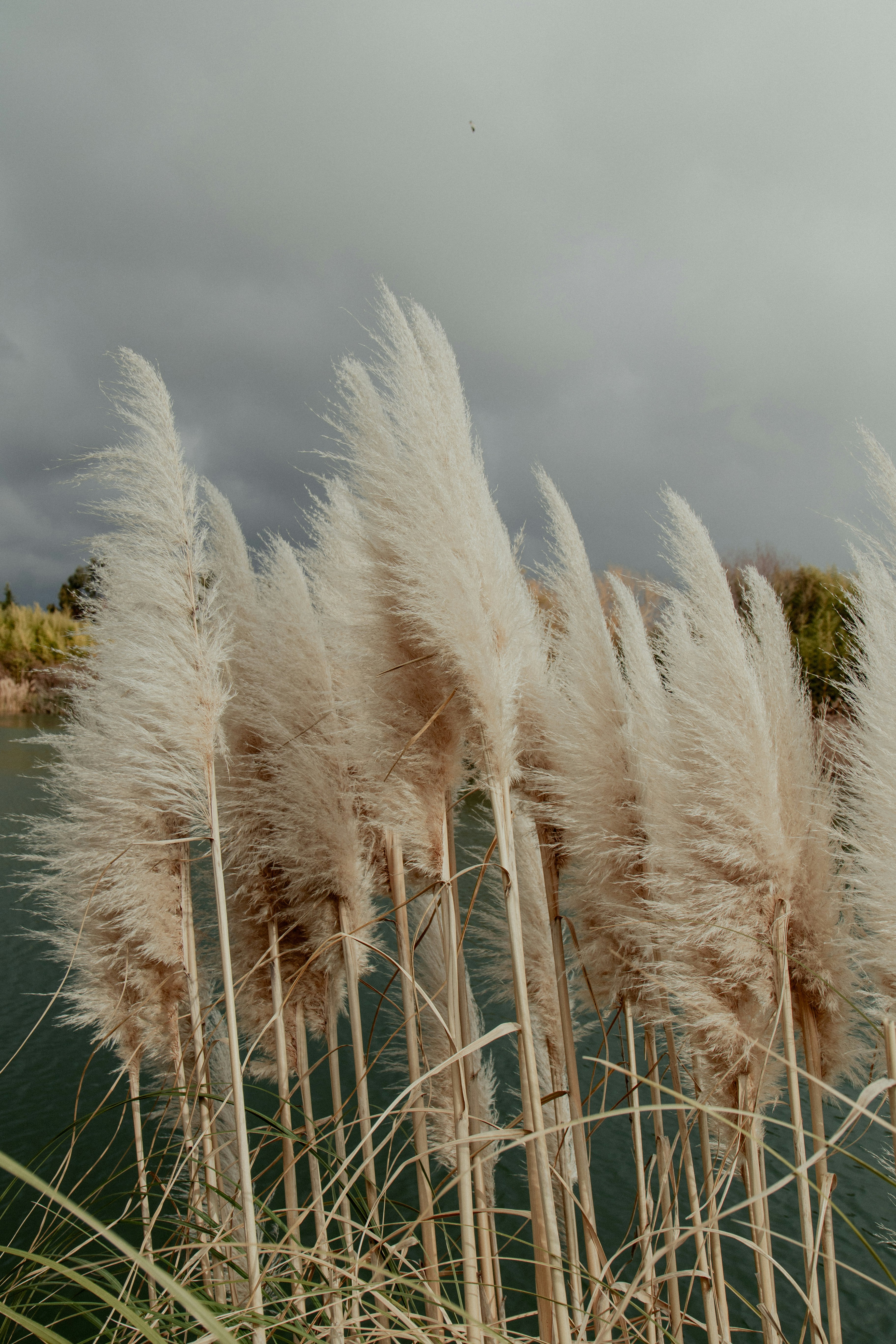 Whispers of Pampas: Reeds at the Lake Edge Under a Gloomy Sky