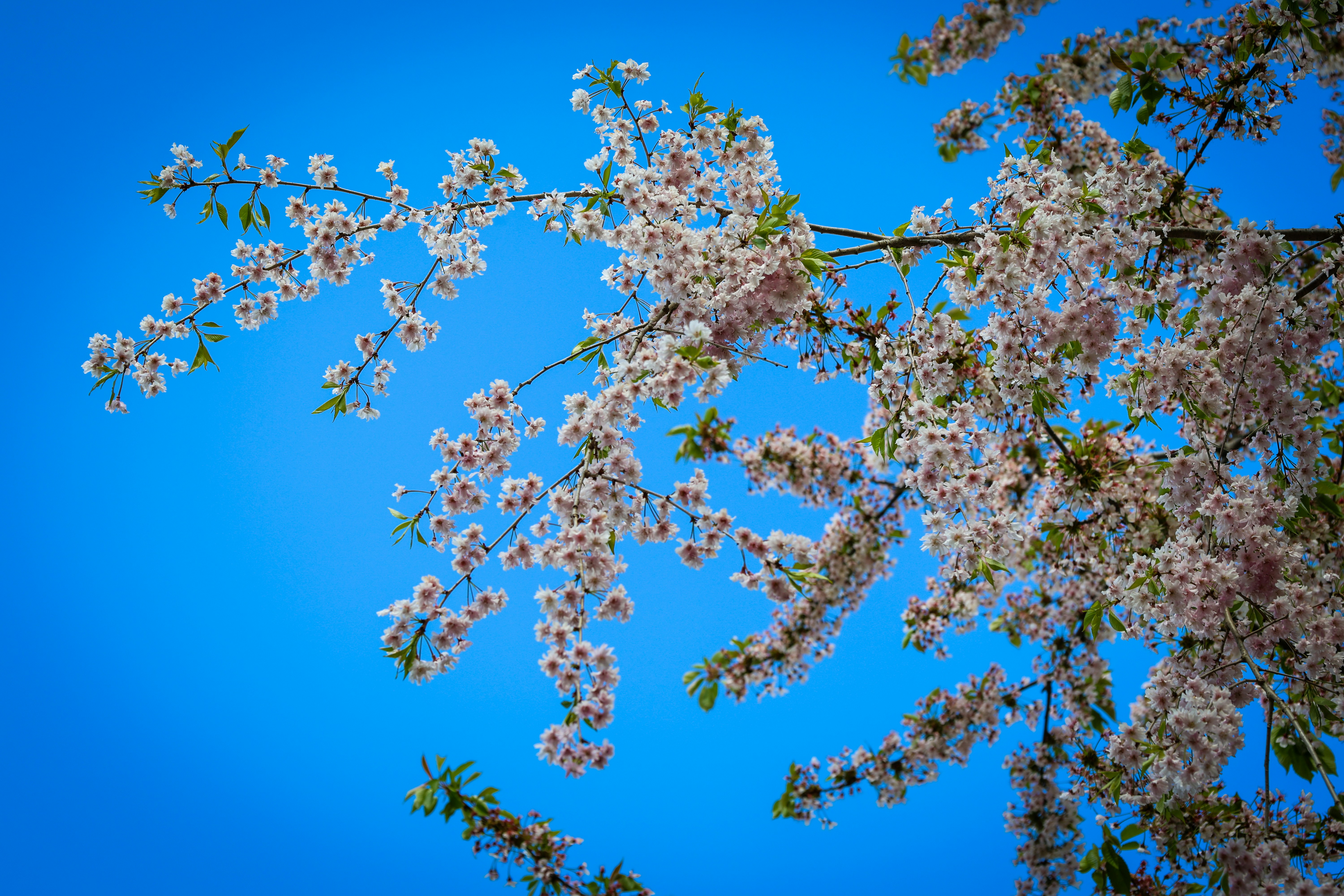 Blue Sky Blossom Arc