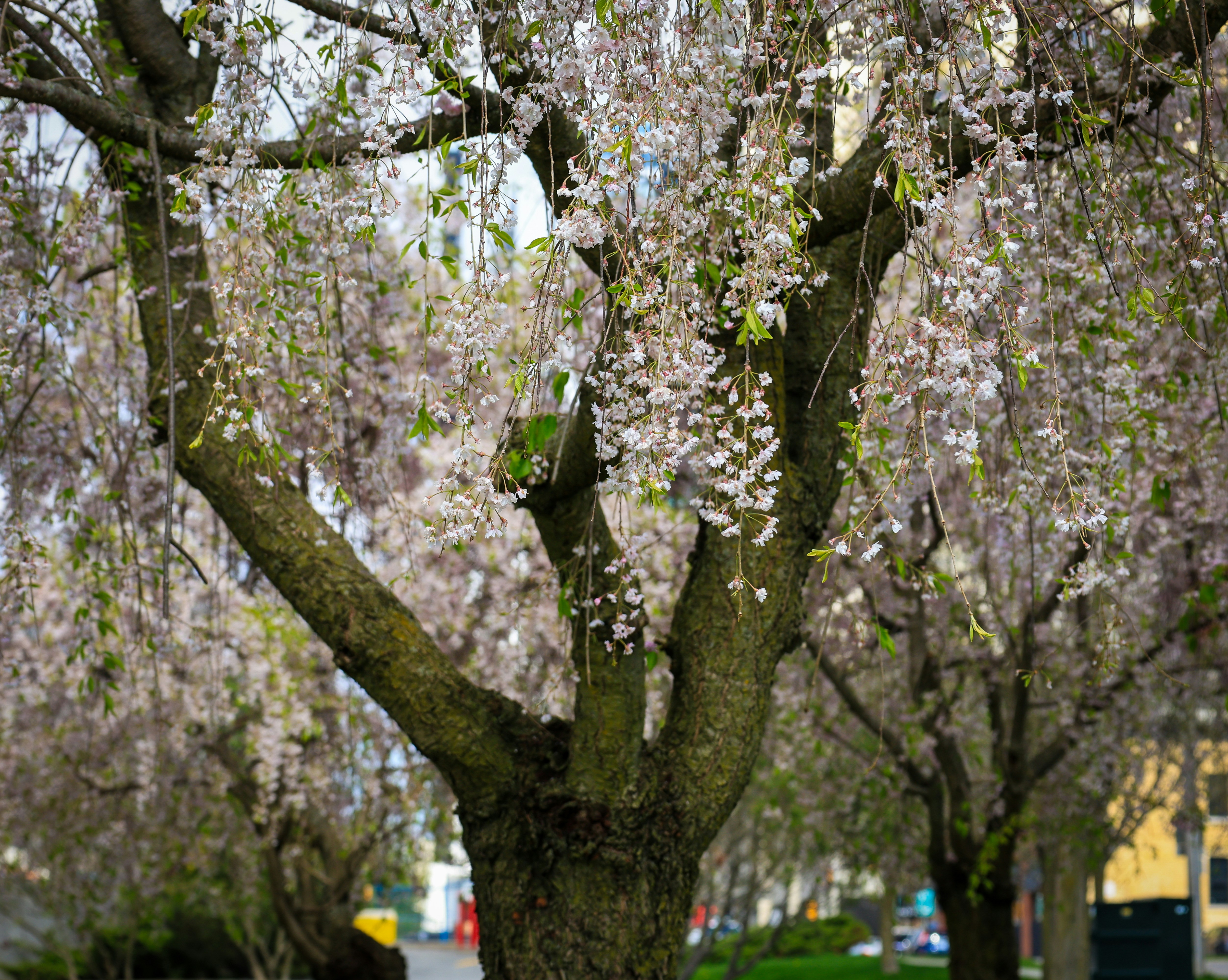 Blossoms over the Trunk: An Orchard of Gentle Spring