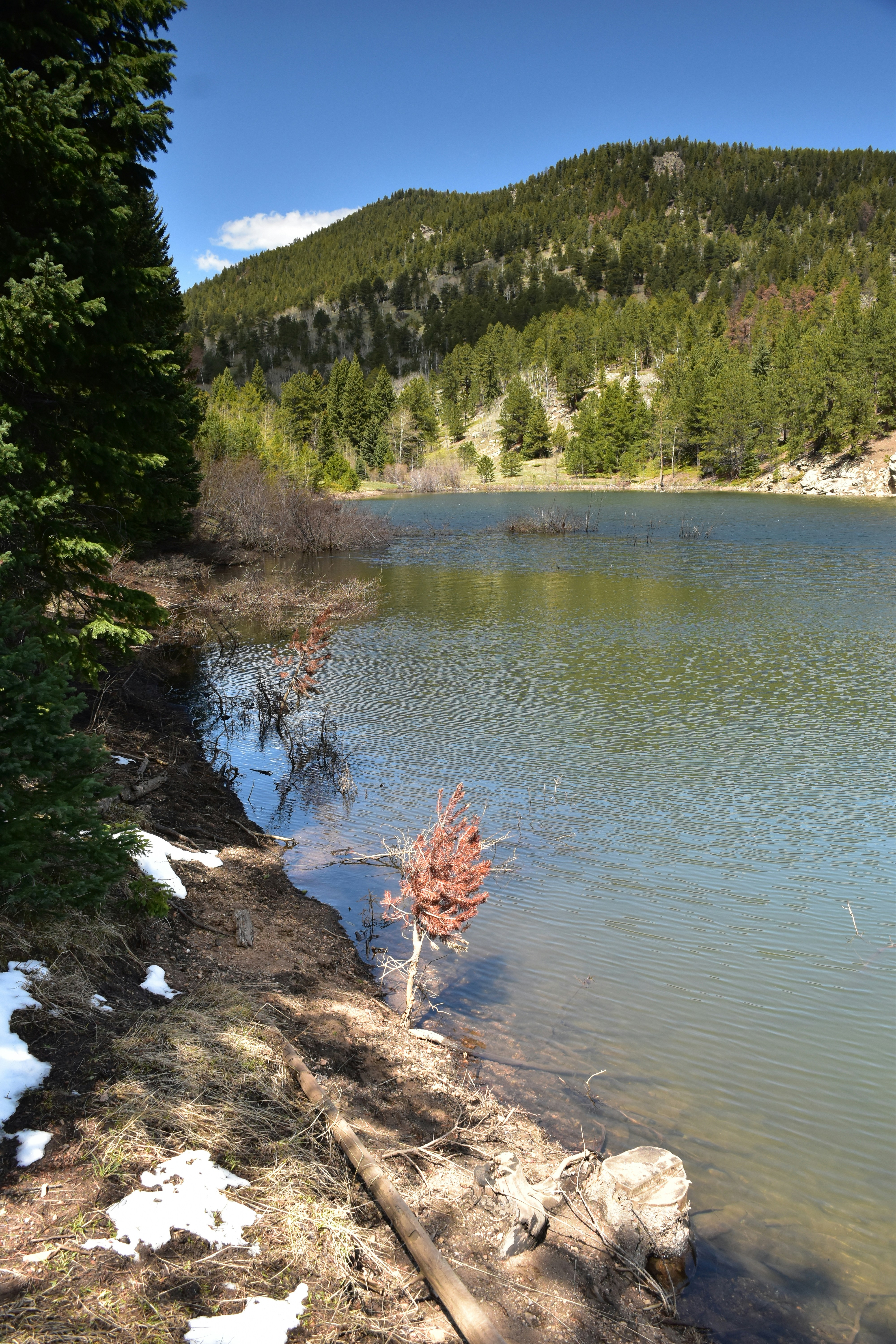 Crimson Shore Sentinel: A lone red shrub by the glassy alpine lake