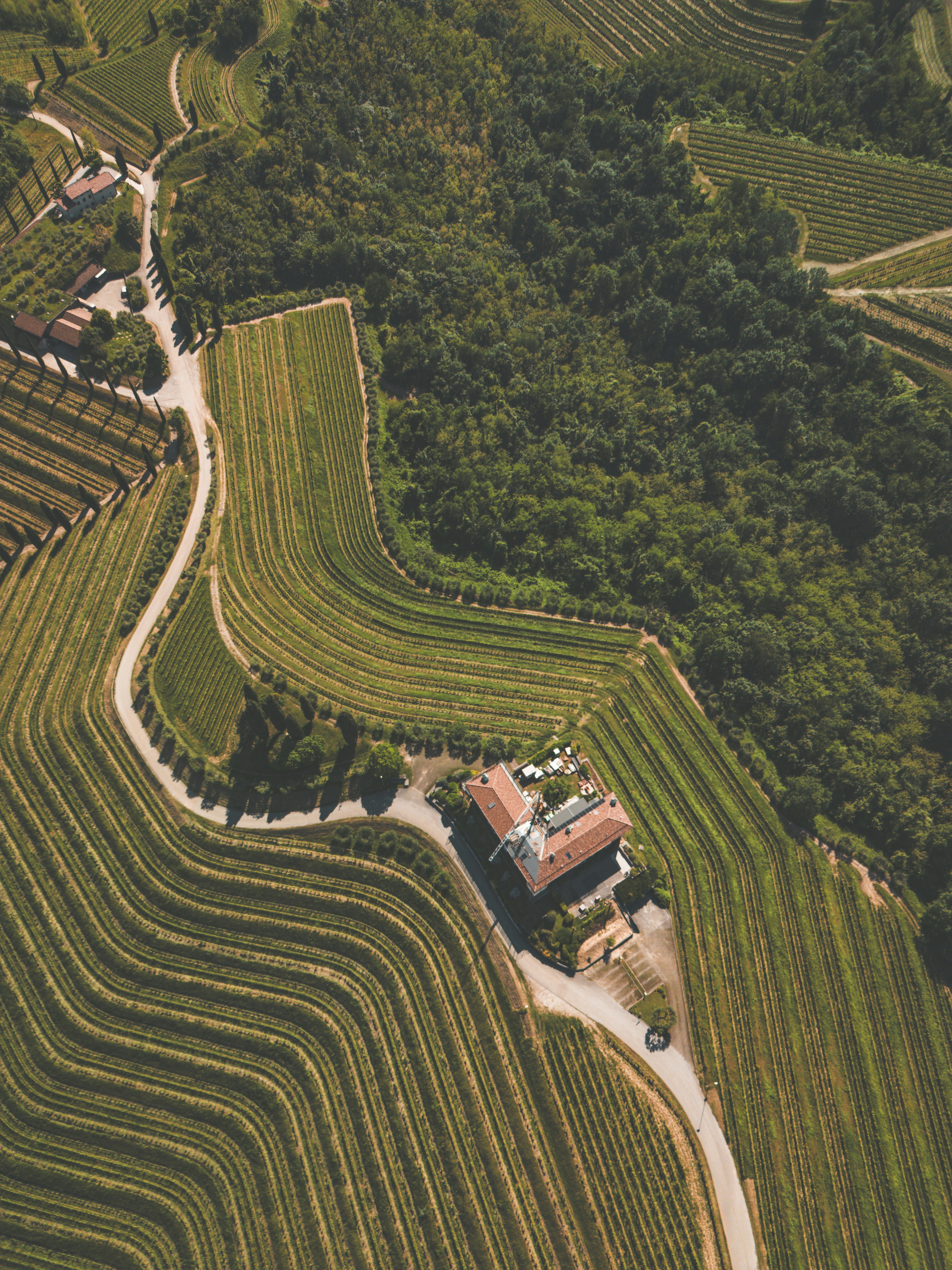 Terraced Vineyard Spiral: Aerial View Over Winding Roads and Rustic Farmhouse