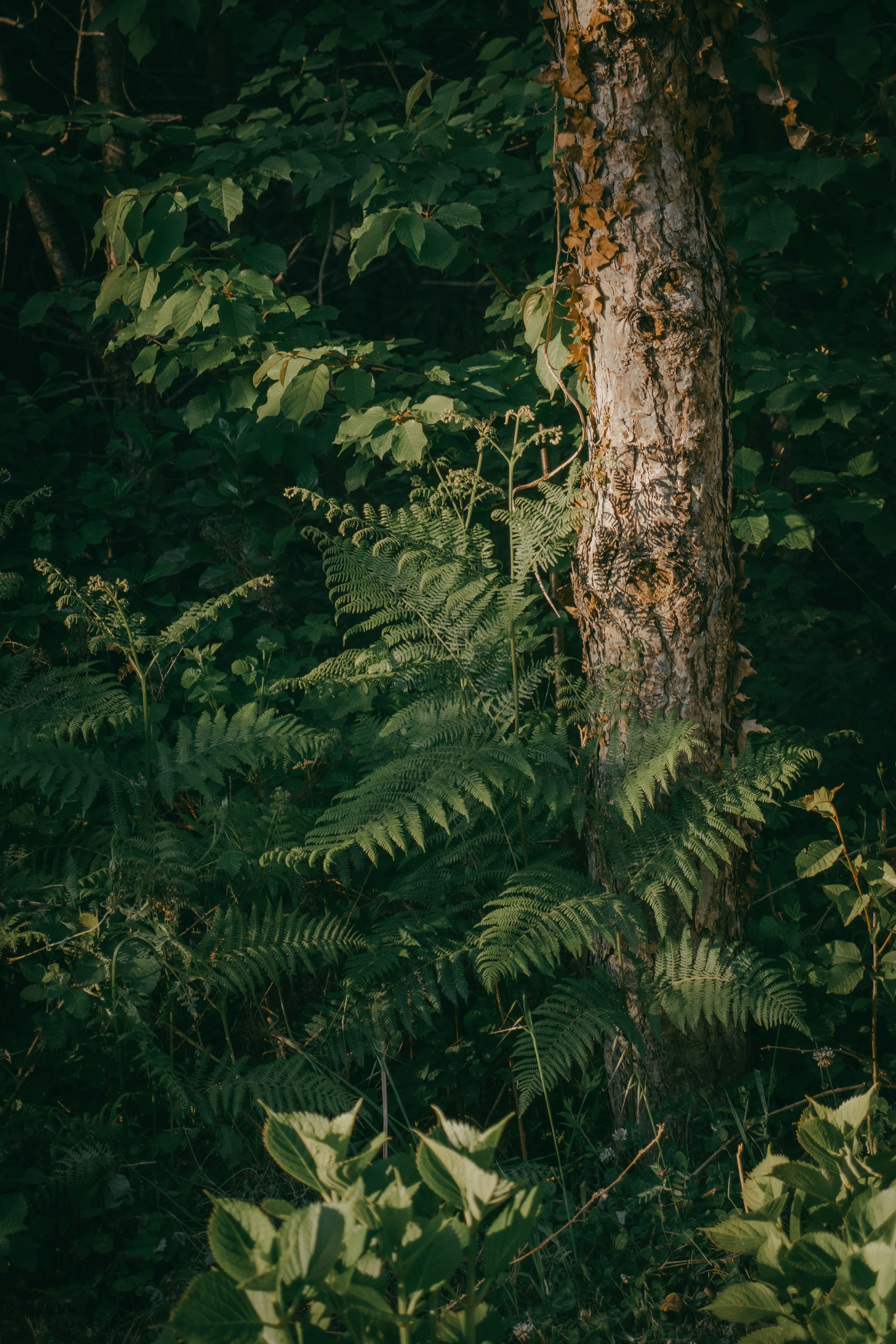 Lush ferns surround a textured tree trunk. photo – Free Forest Image on ...
