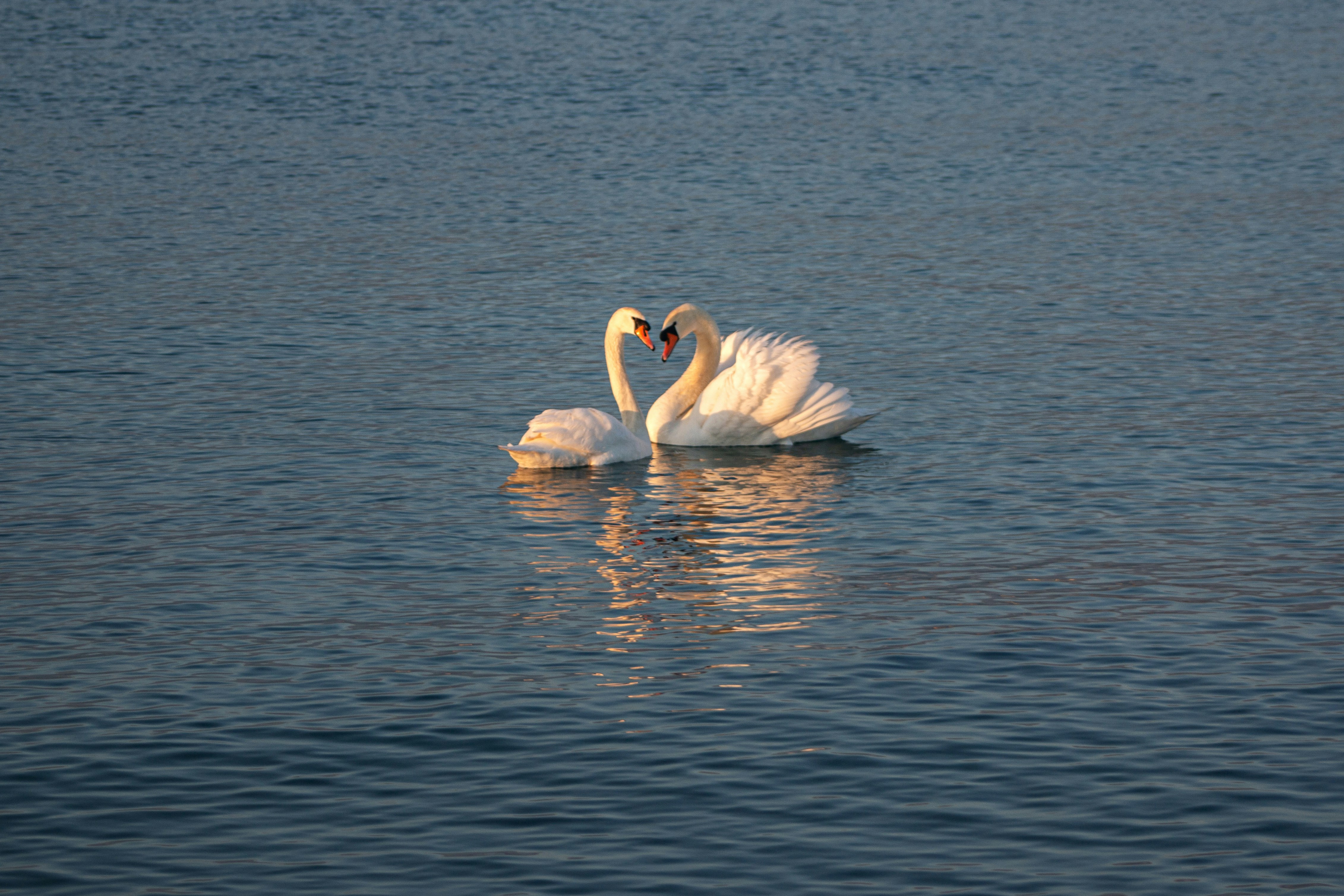 Twin Elegance: A Pair of Swans in Quiet Light