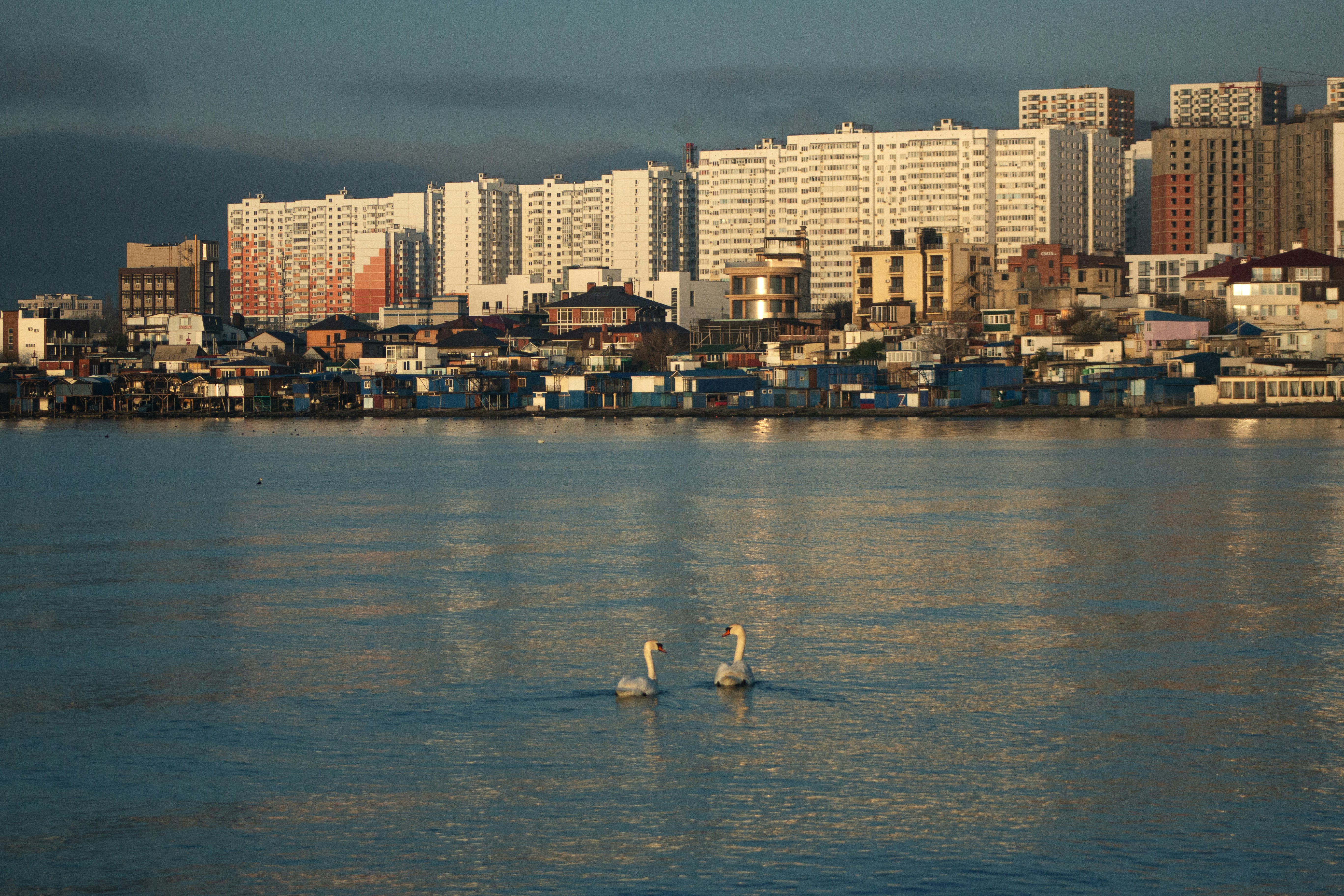Urban Serenity: Swans Amidst City Life