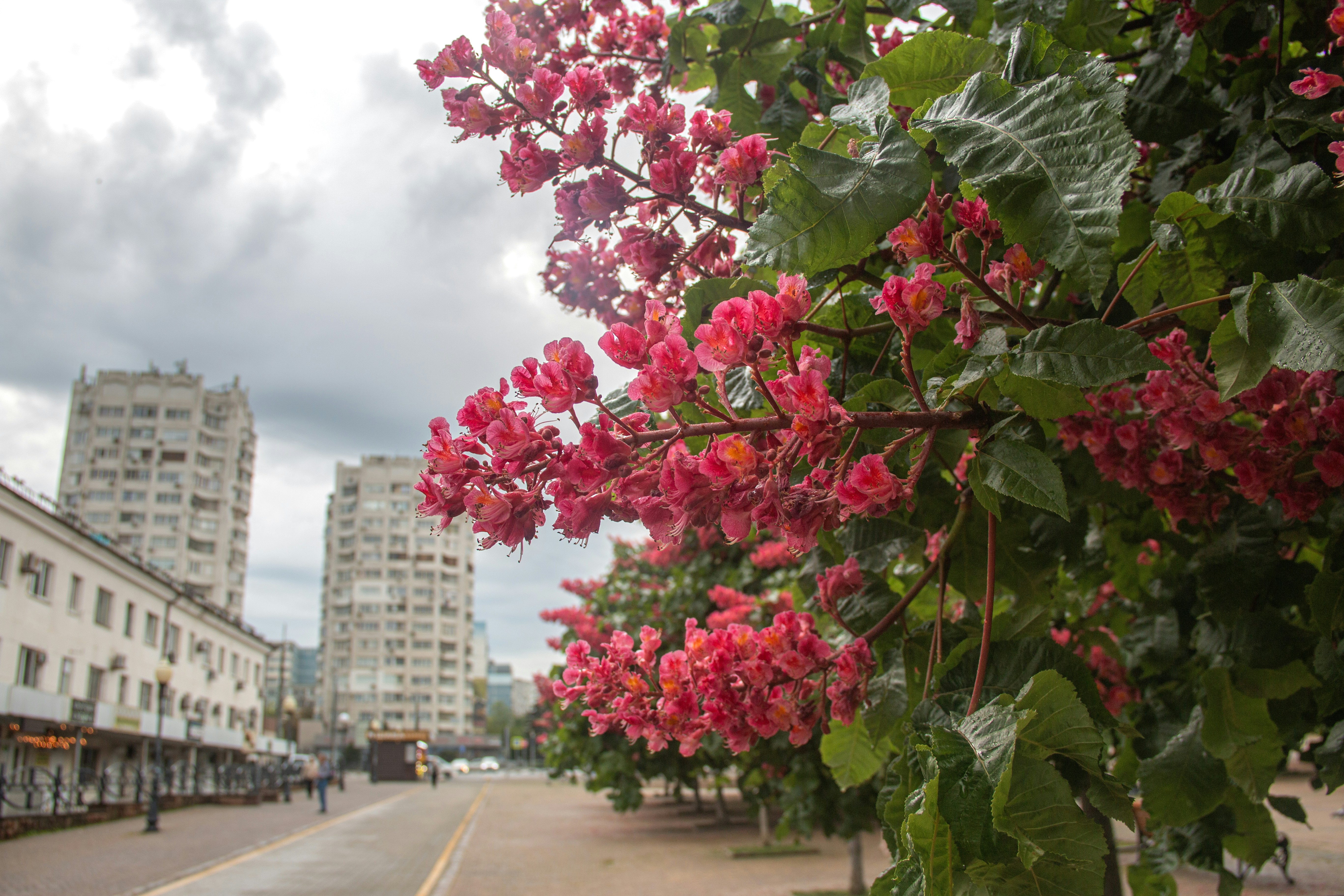 Crimson Blooms Framing a Quiet Urban Street