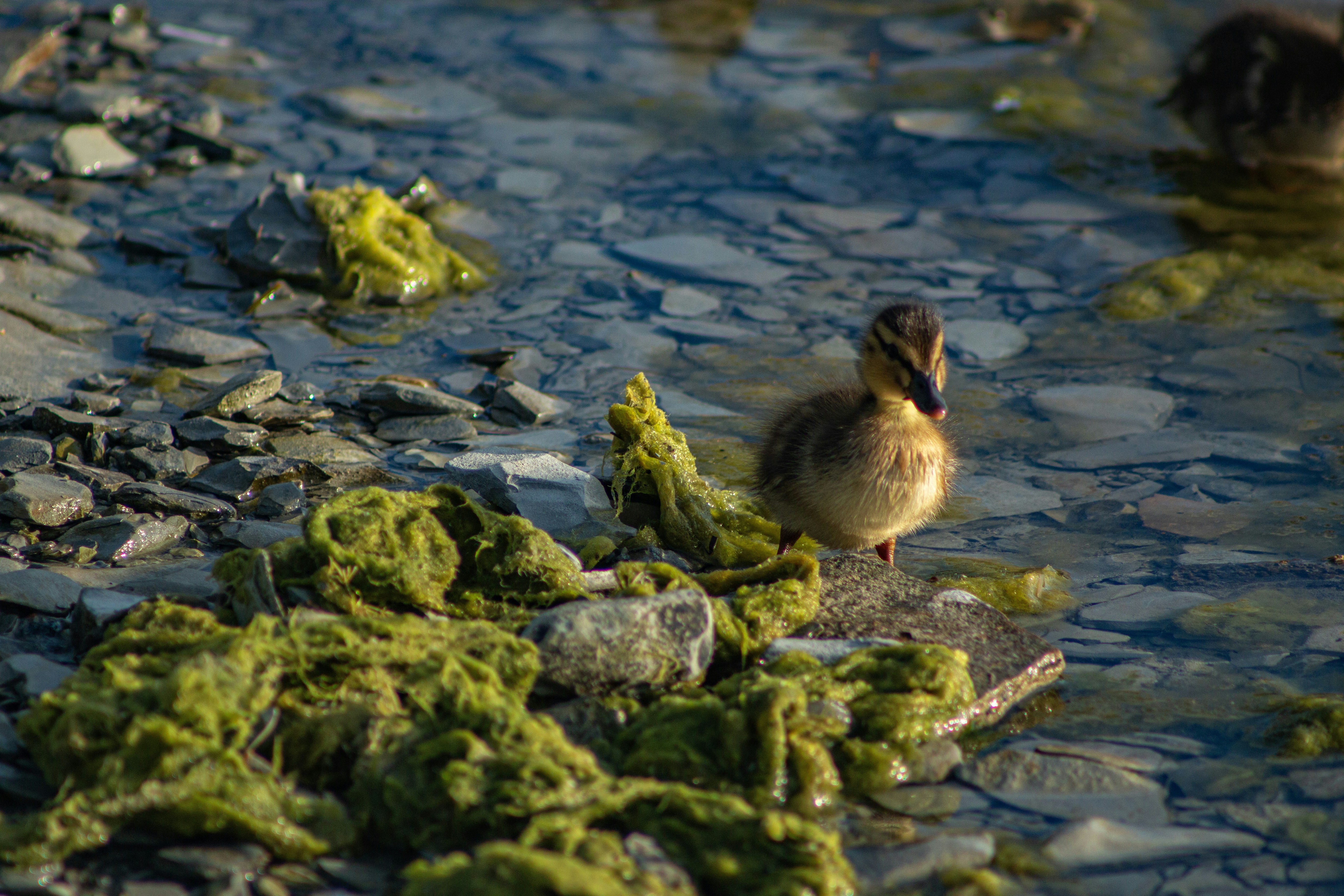 Duckling on Mossy Rocks by a Quiet Lakeshore