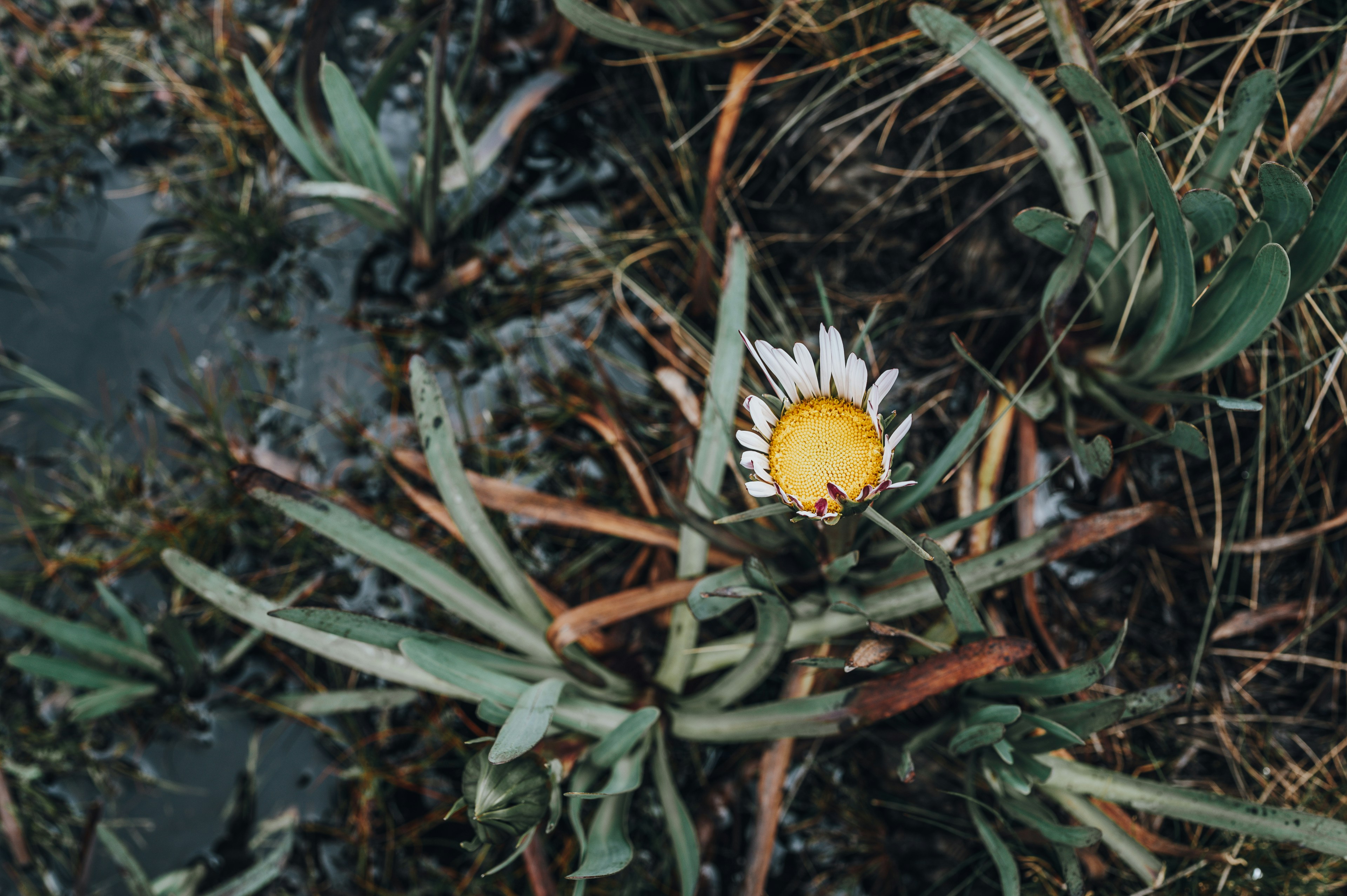 Resilient Bloom Amidst Nature's Canvas