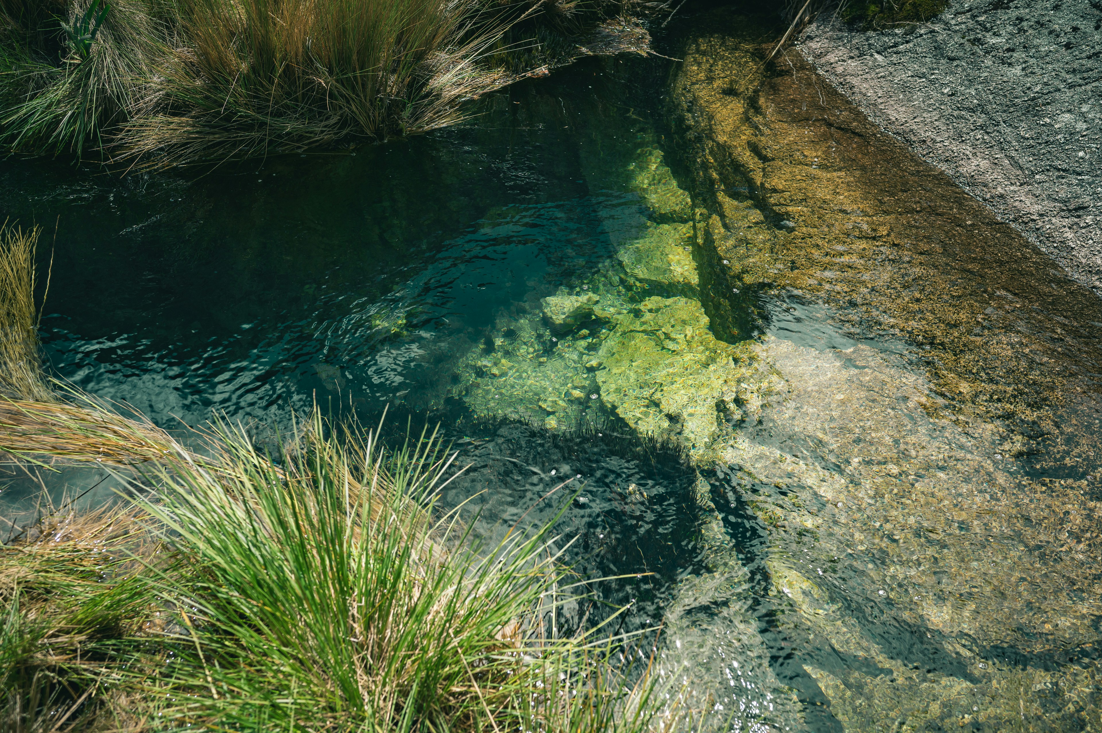 A calm body of water with green algae. photo – Free Land Image on Unsplash