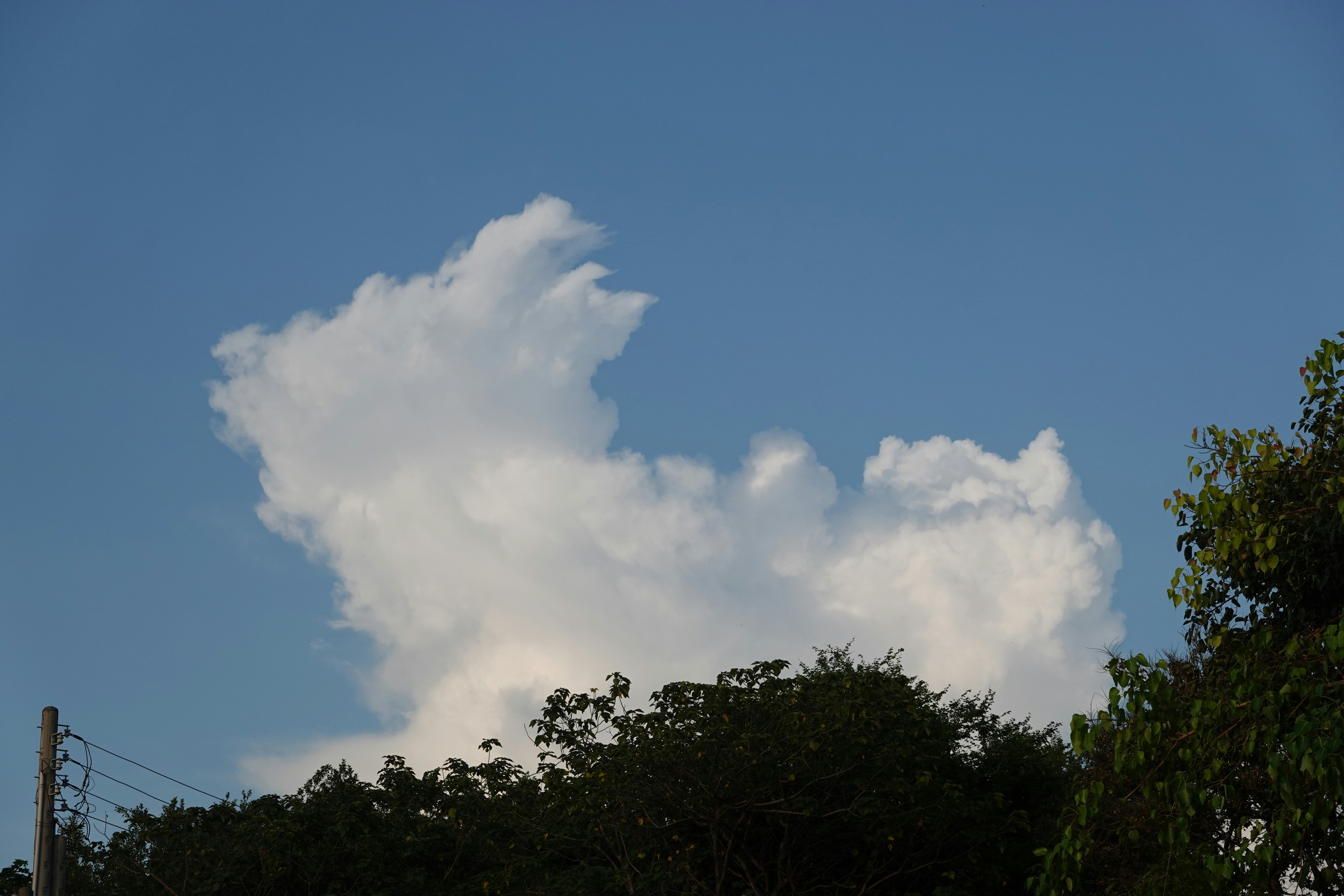 Cumulus Crown Over a Quiet Treeline Beneath a Clear Blue Sky