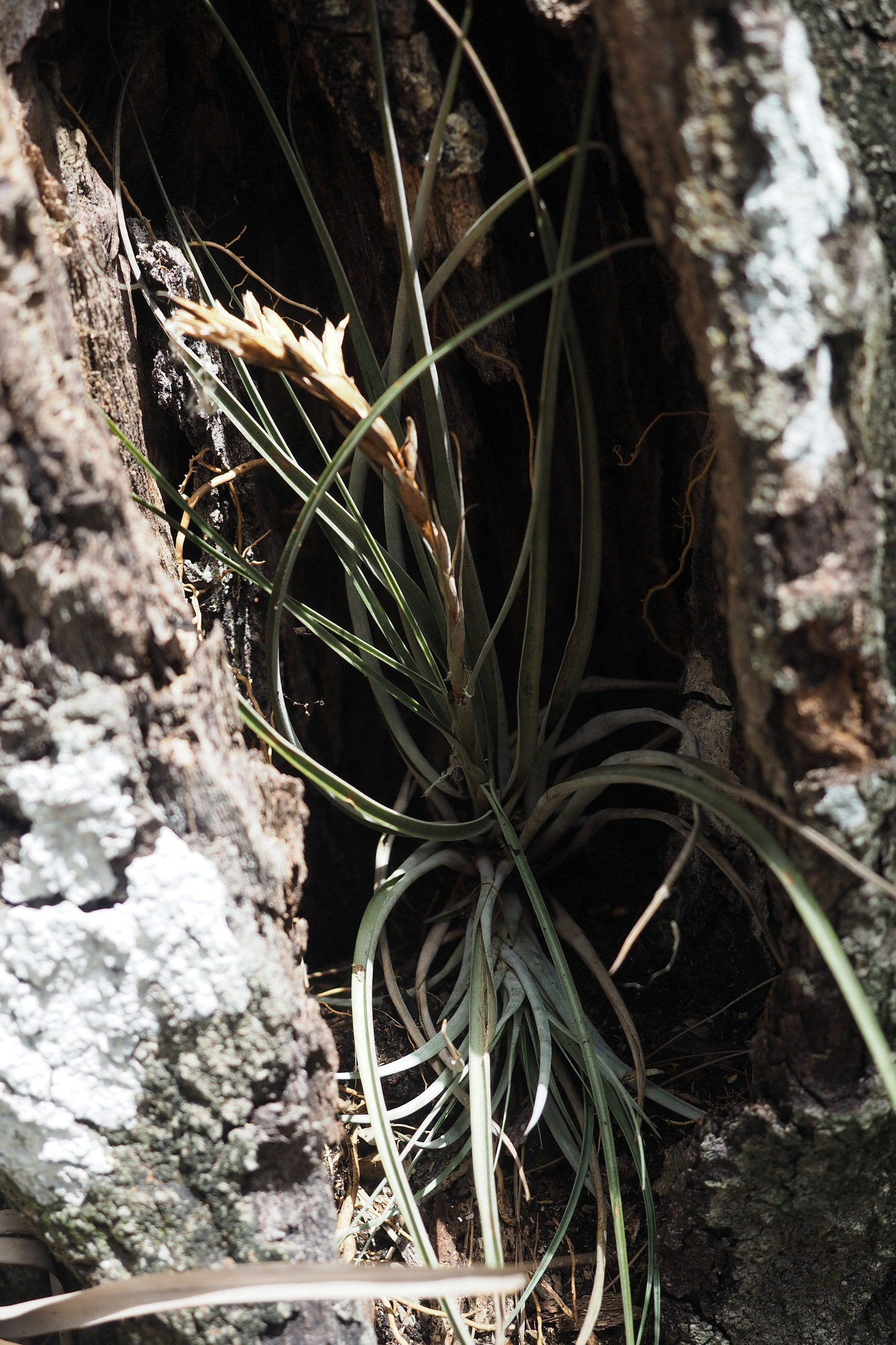 Crevice Garden: Air Plant Weaving Through a Lichen-Fringed Rock