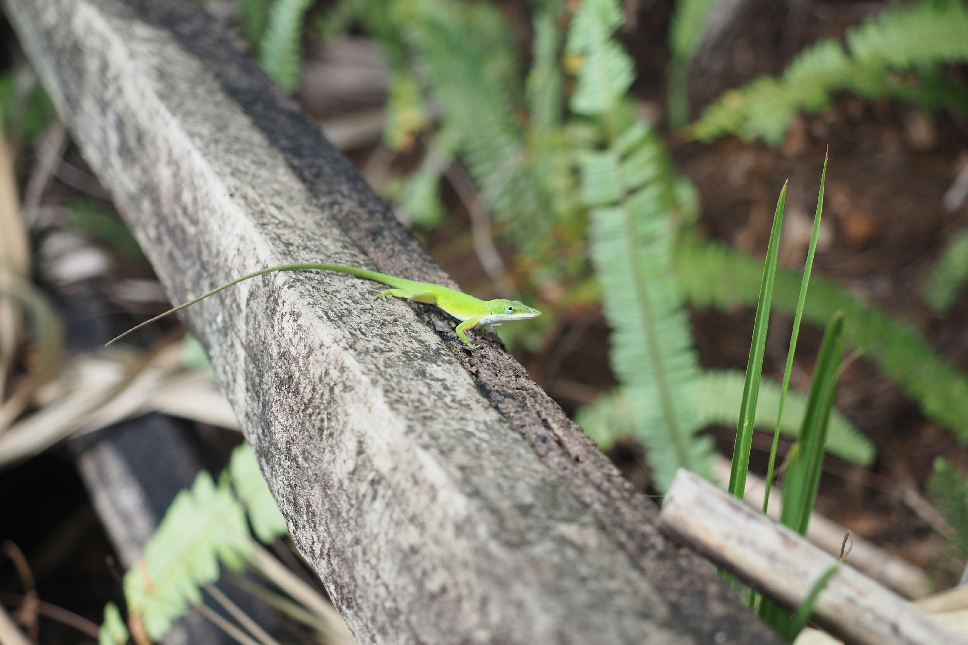 Emerald Lizard on a Weathered Log Among Fern Fronds