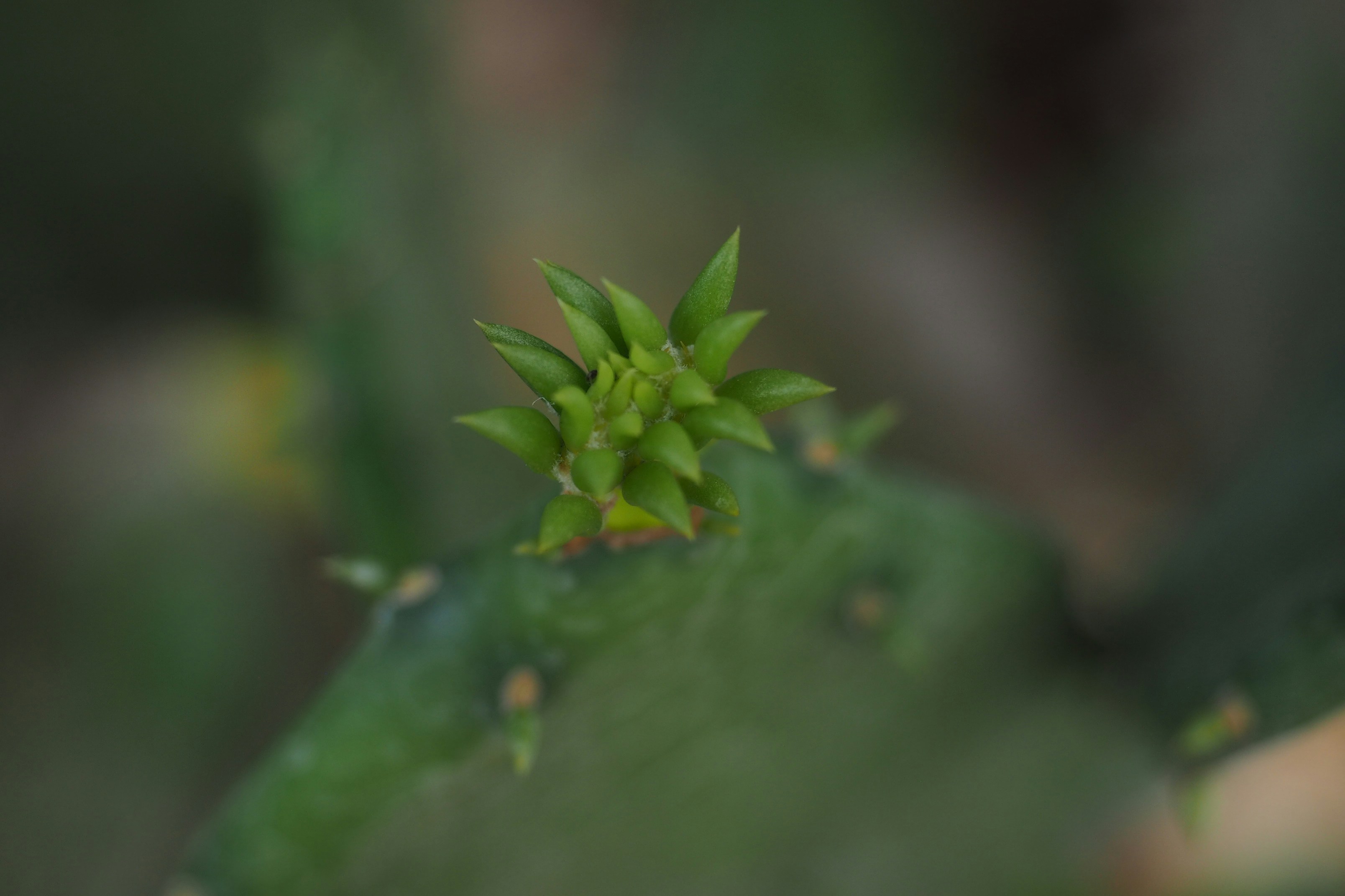 Emerging Life: The Resilience of Nature