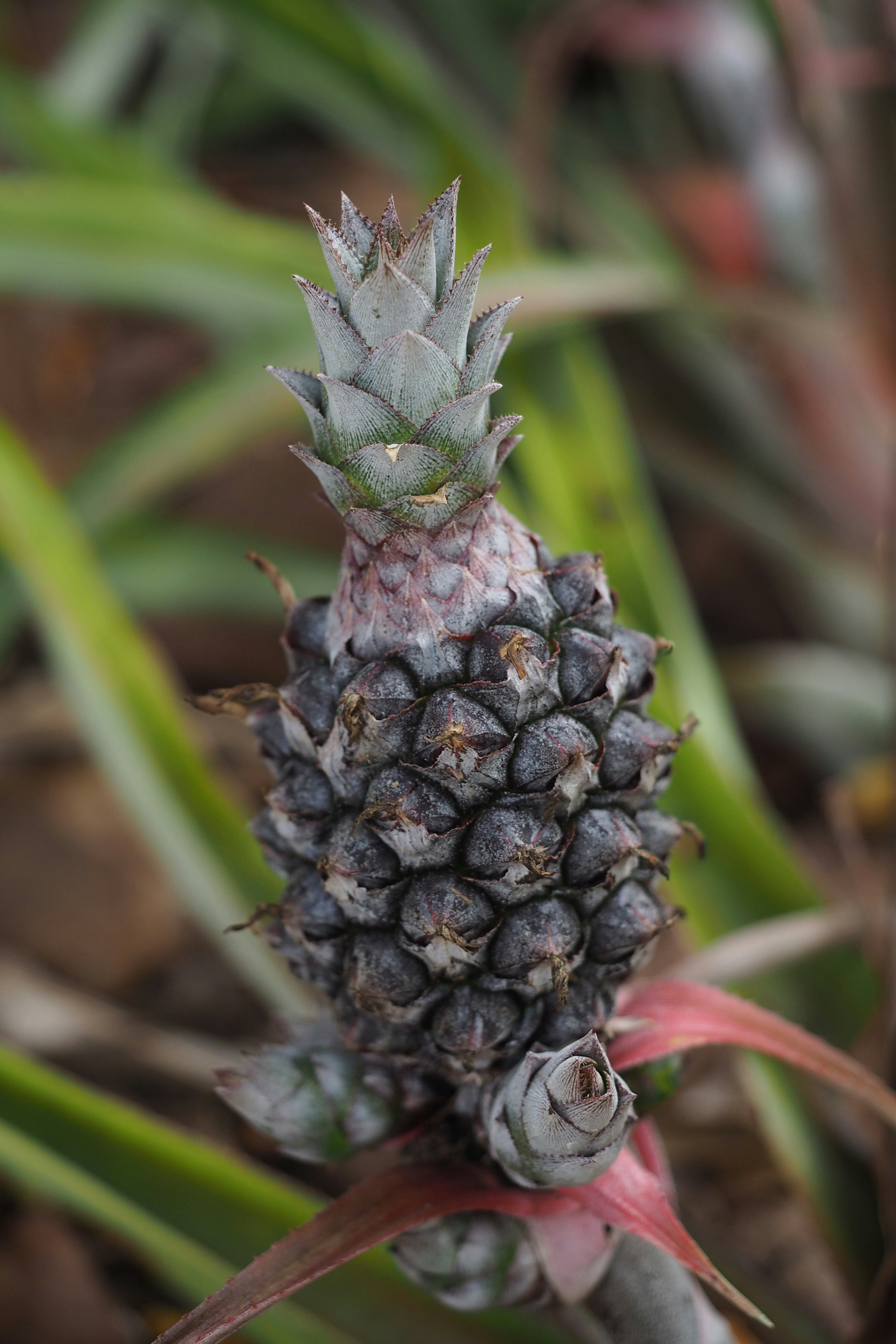 Gambar Tanaman Nanas | Unduh Gambar Gratis di Unsplash