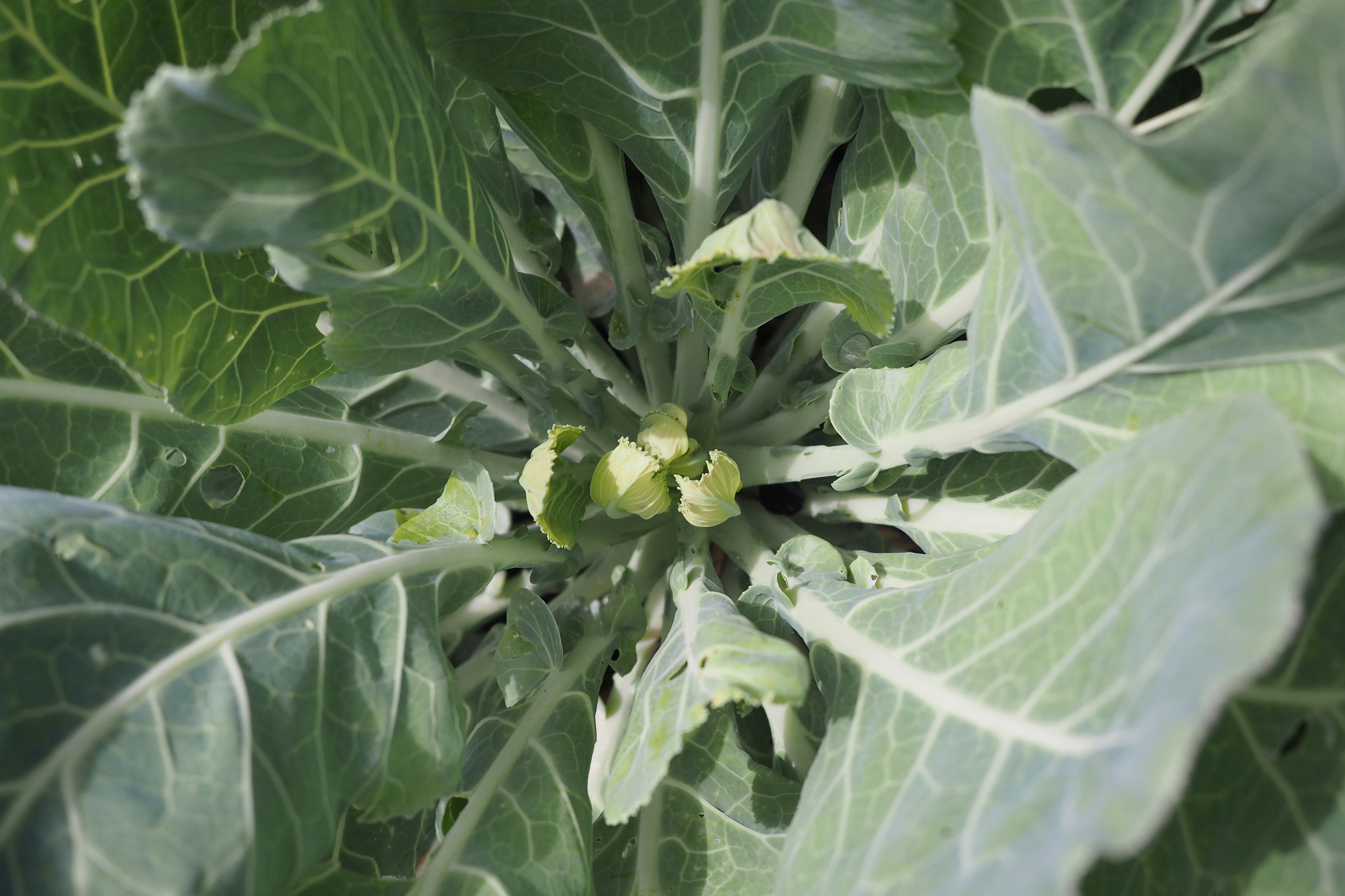 Center of Verdant Quiet: Kale Rosette in Focus
