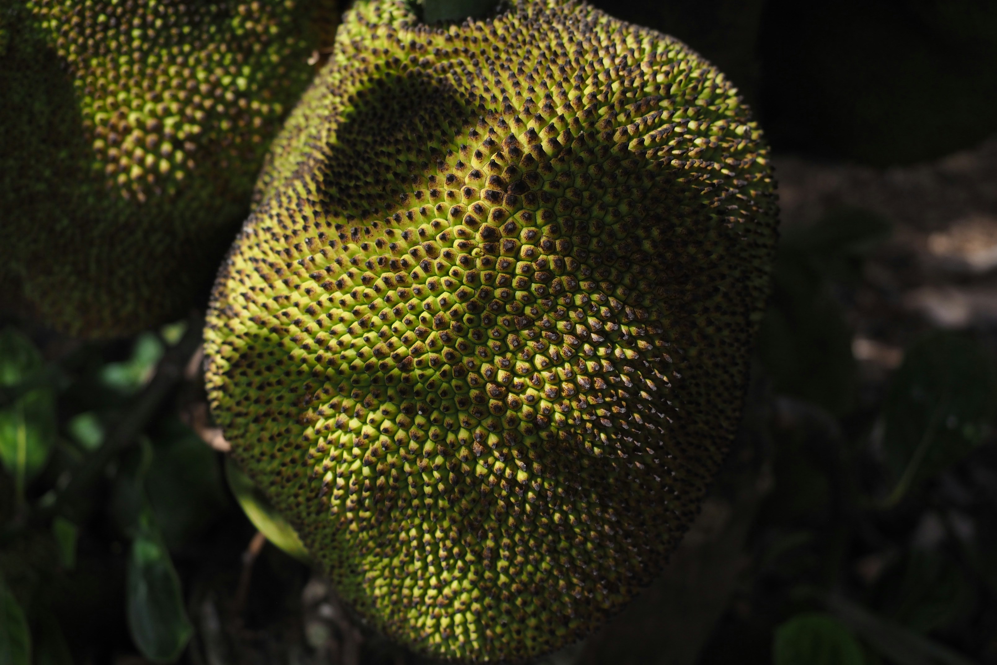 Knobby Emerald Armor: A Macro Study of Jackfruit Skin