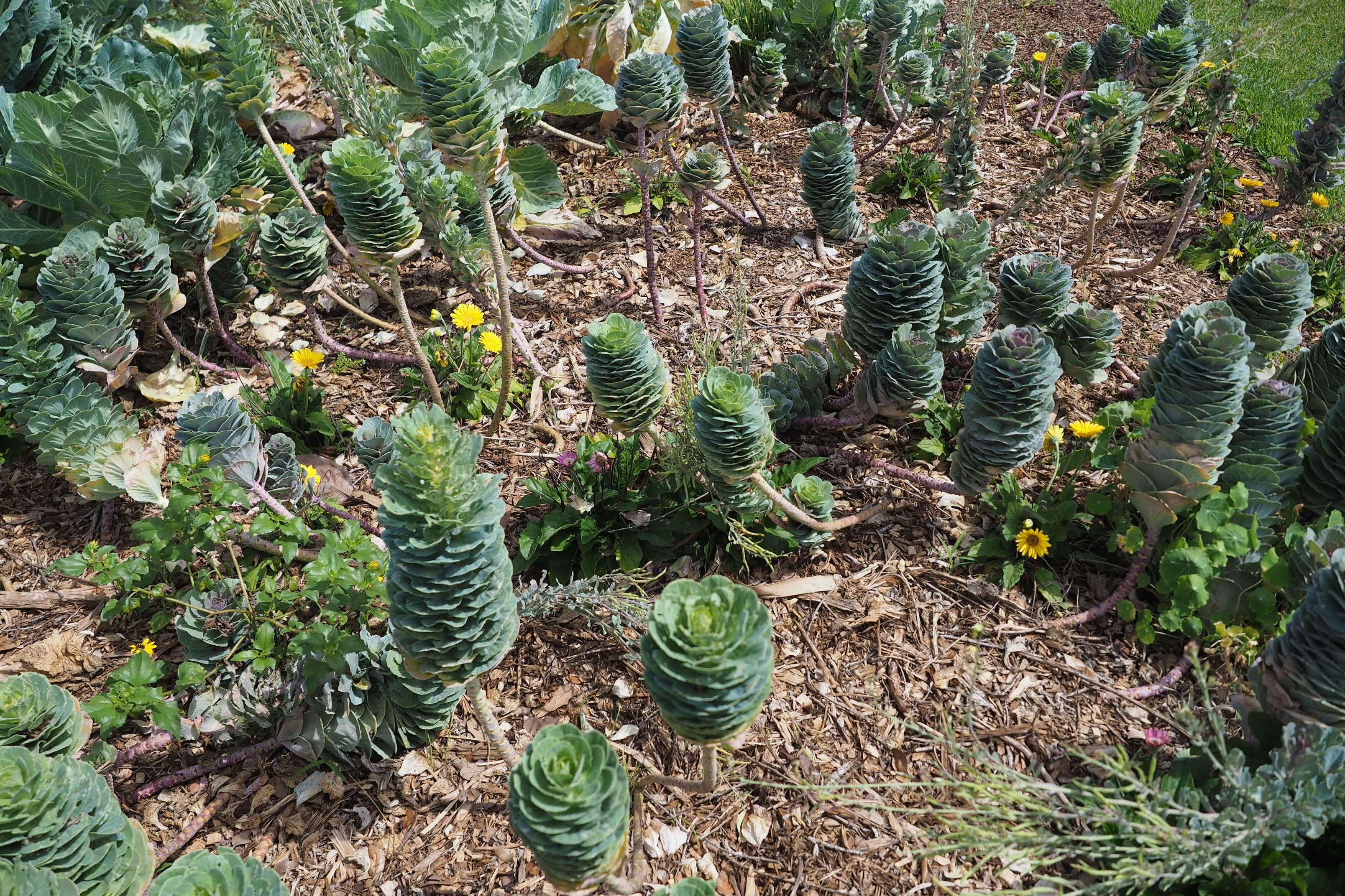 Spiral Sentinels in a Mulch Garden