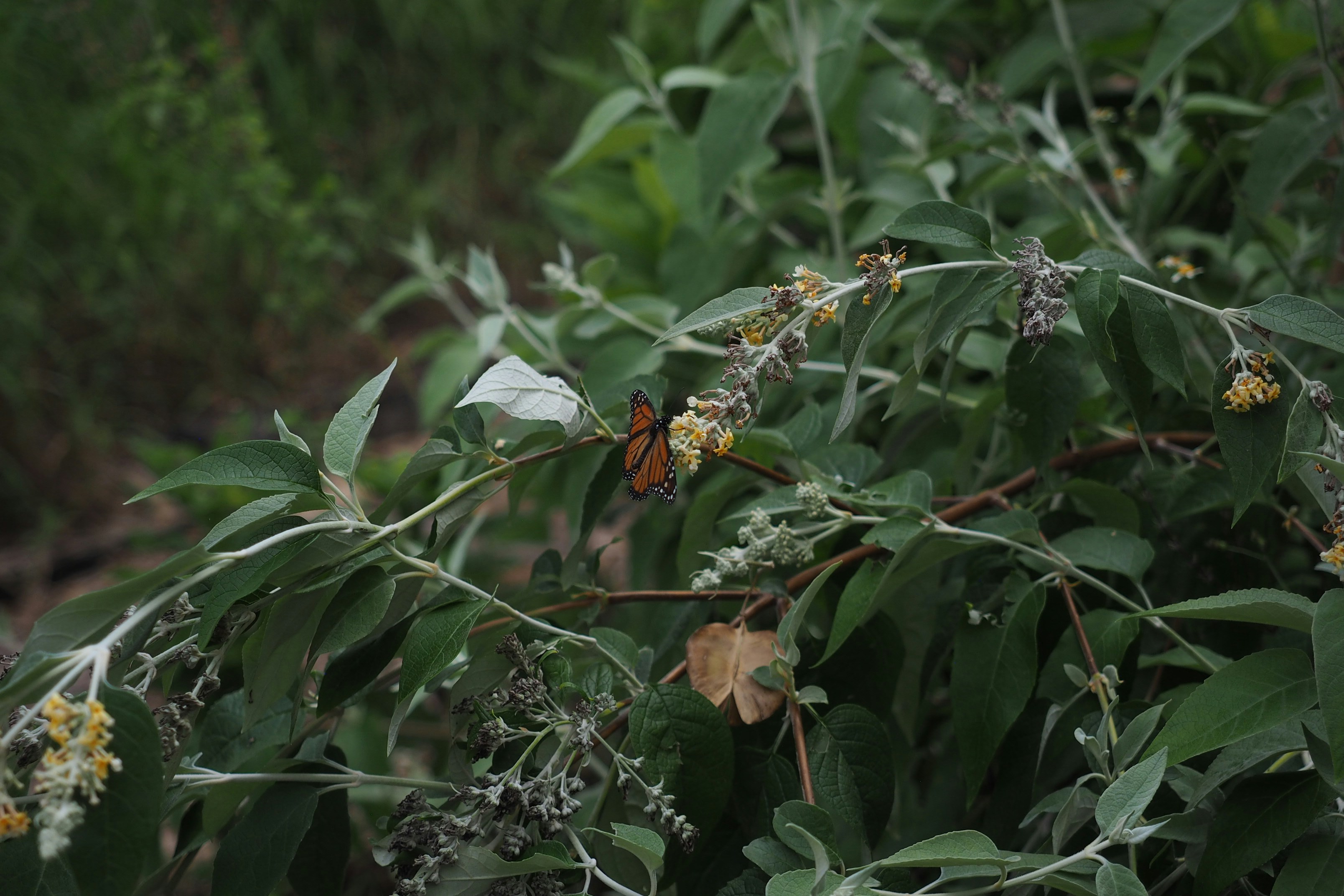 Photo by Shino Nakamura with Olympus OM-D E-M10