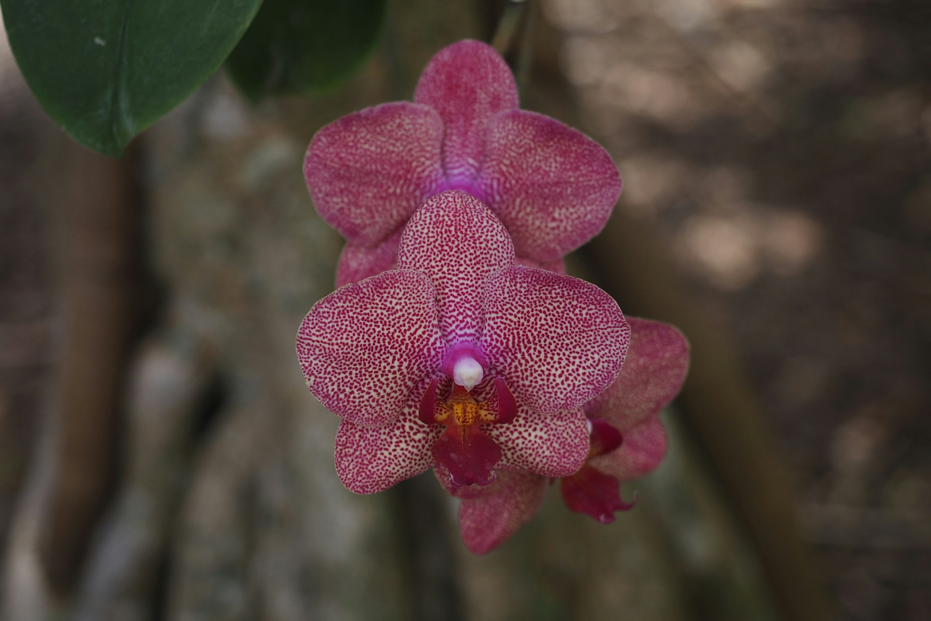 Dappled Pink Orchid Close-Up in a Velvet Blur